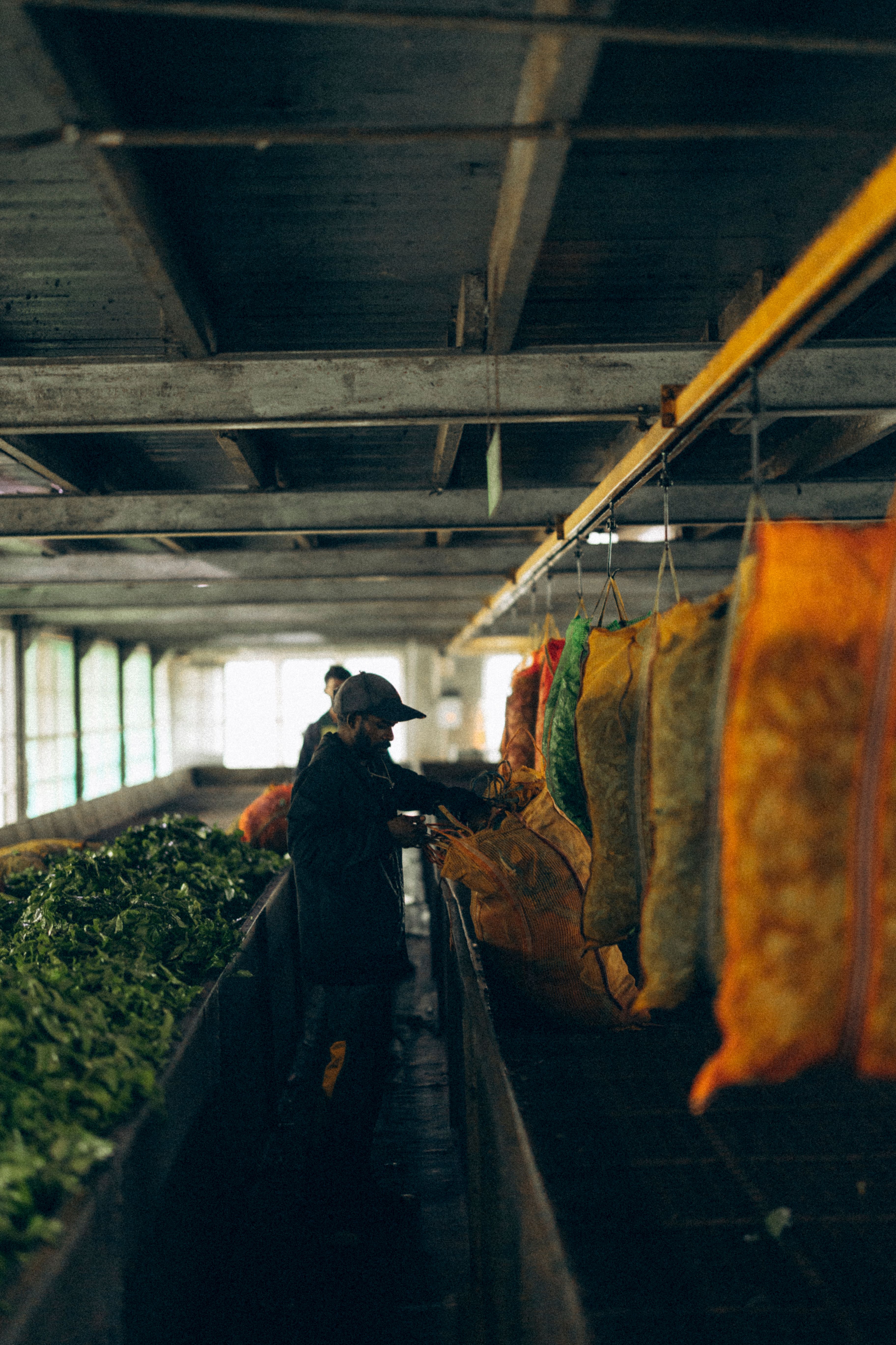 Processing Tea in a Sri Lankan Factory · Free Stock Photo