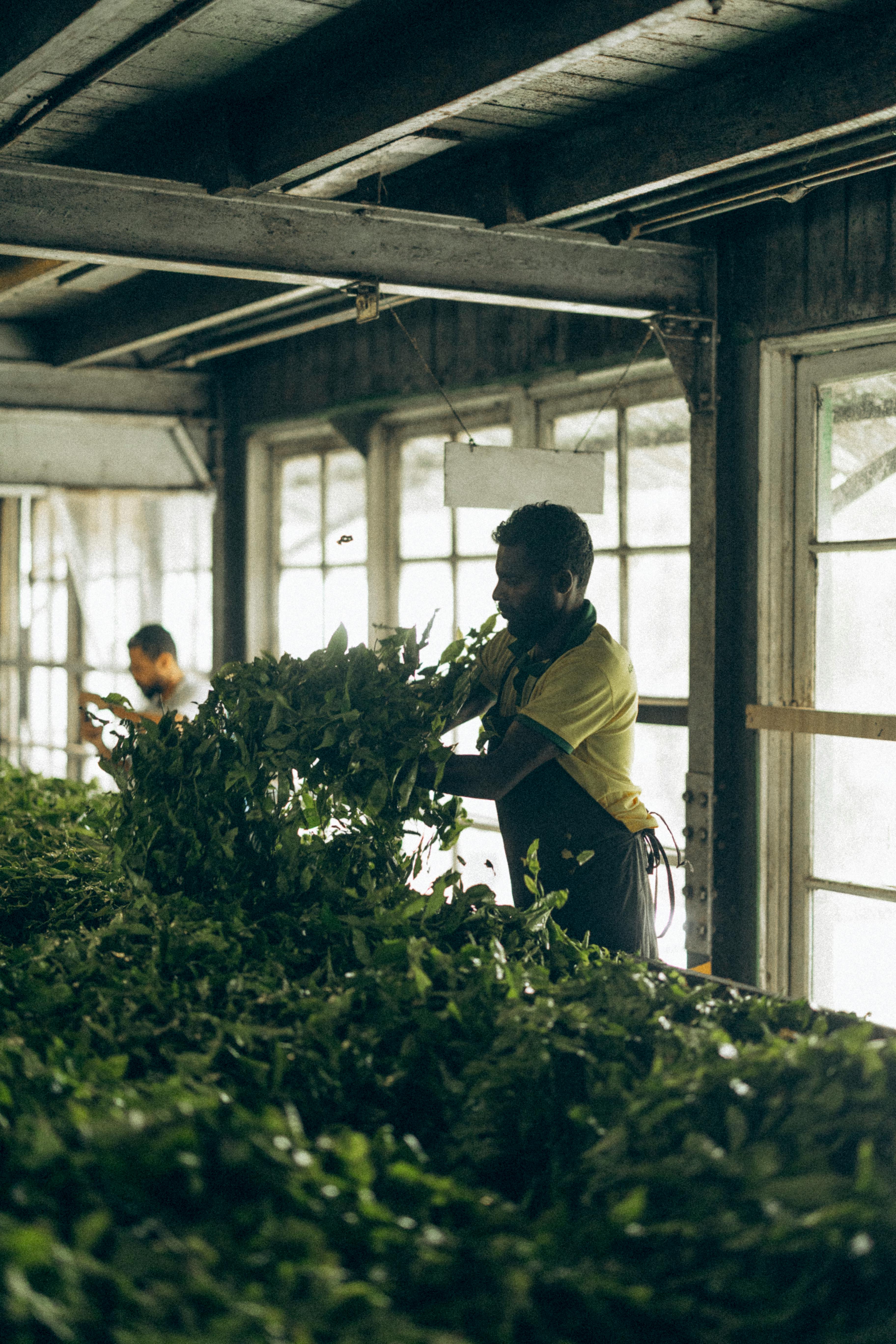 Sri Lanka Tea Factory Workers Harvesting Leaves · Free Stock Photo