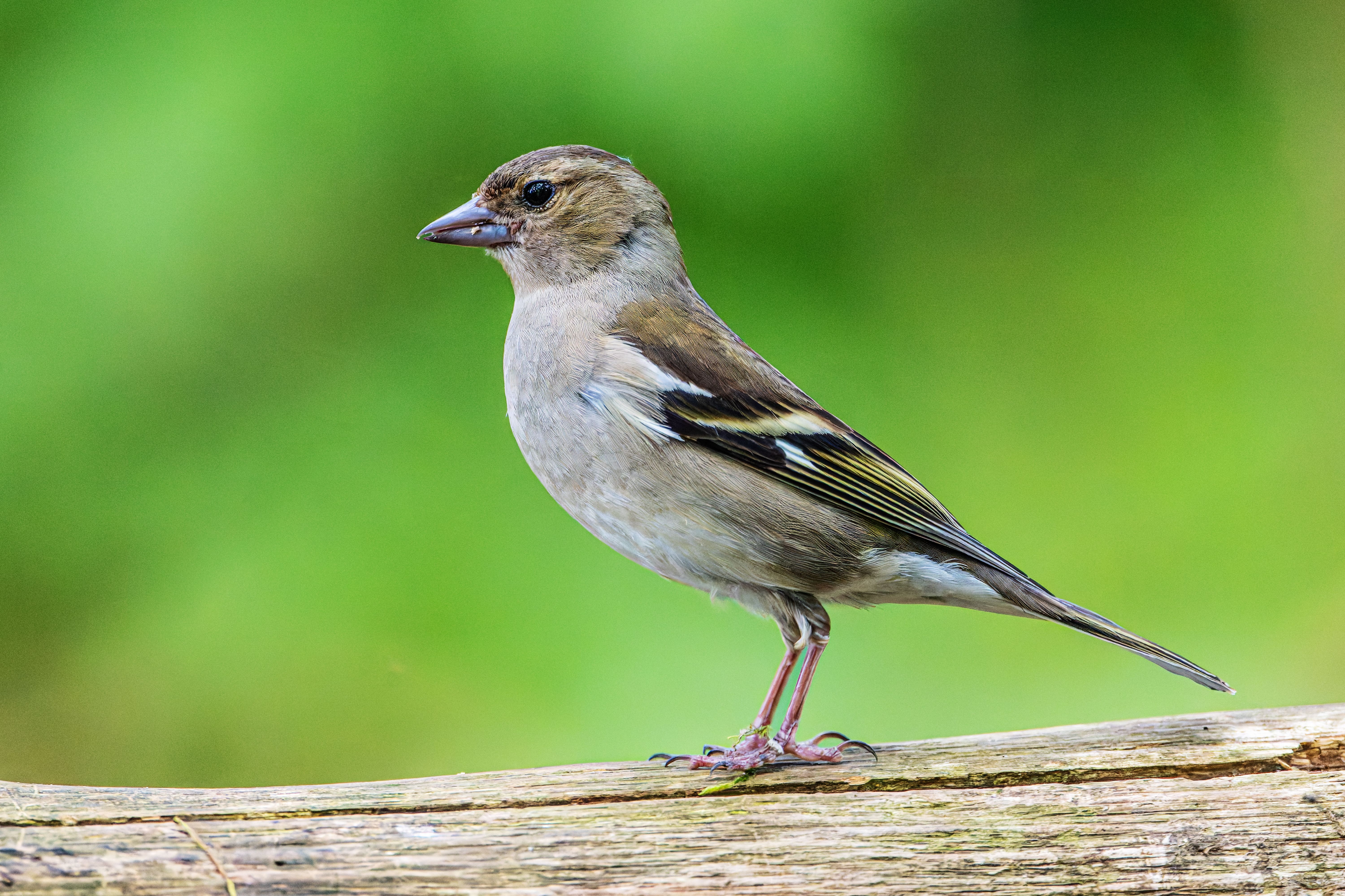 Chaffinch Female Photos, Download The BEST Free Chaffinch Female Stock ...