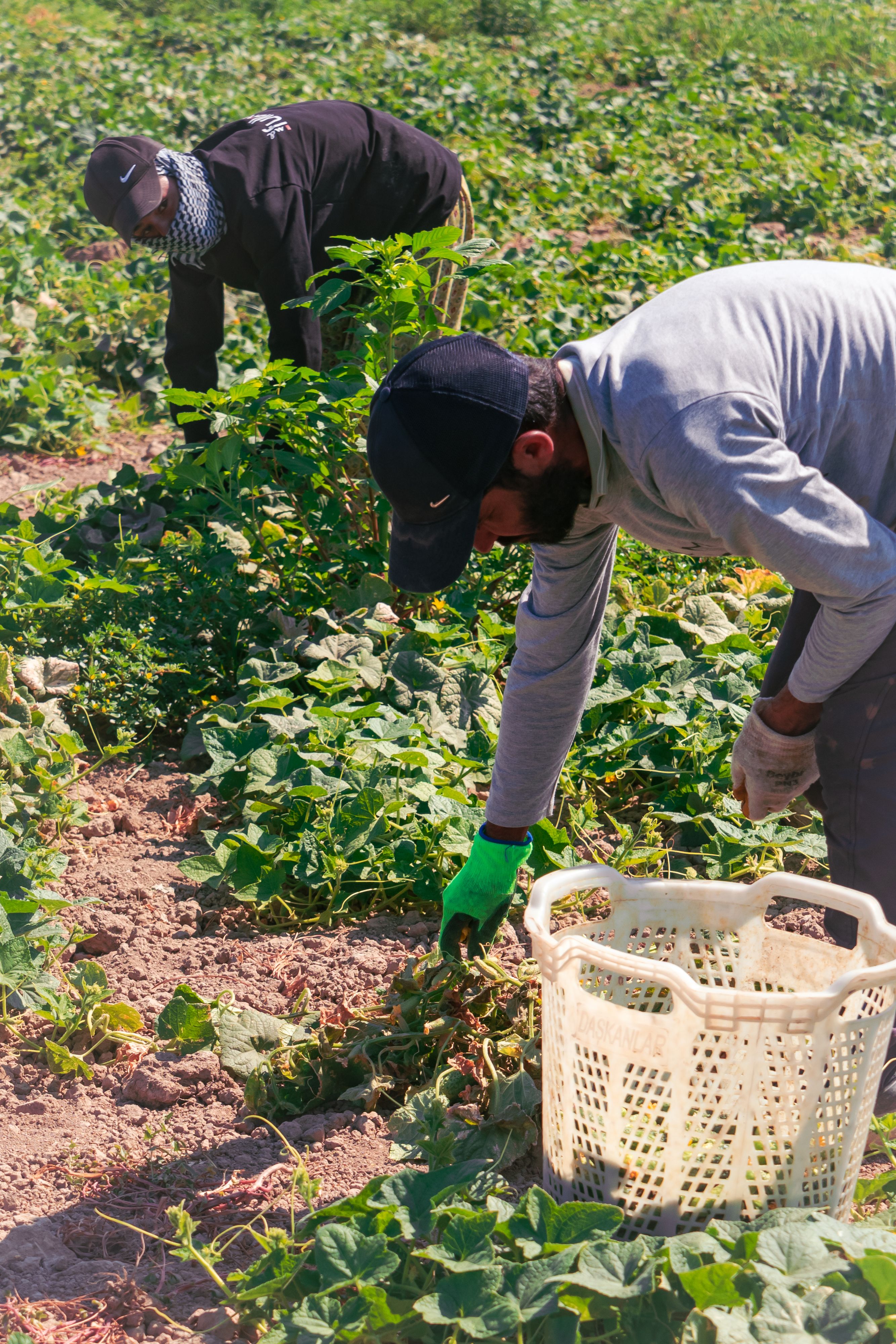 Farm Workers Harvesting Crops in Sunny Field · Free Stock Photo