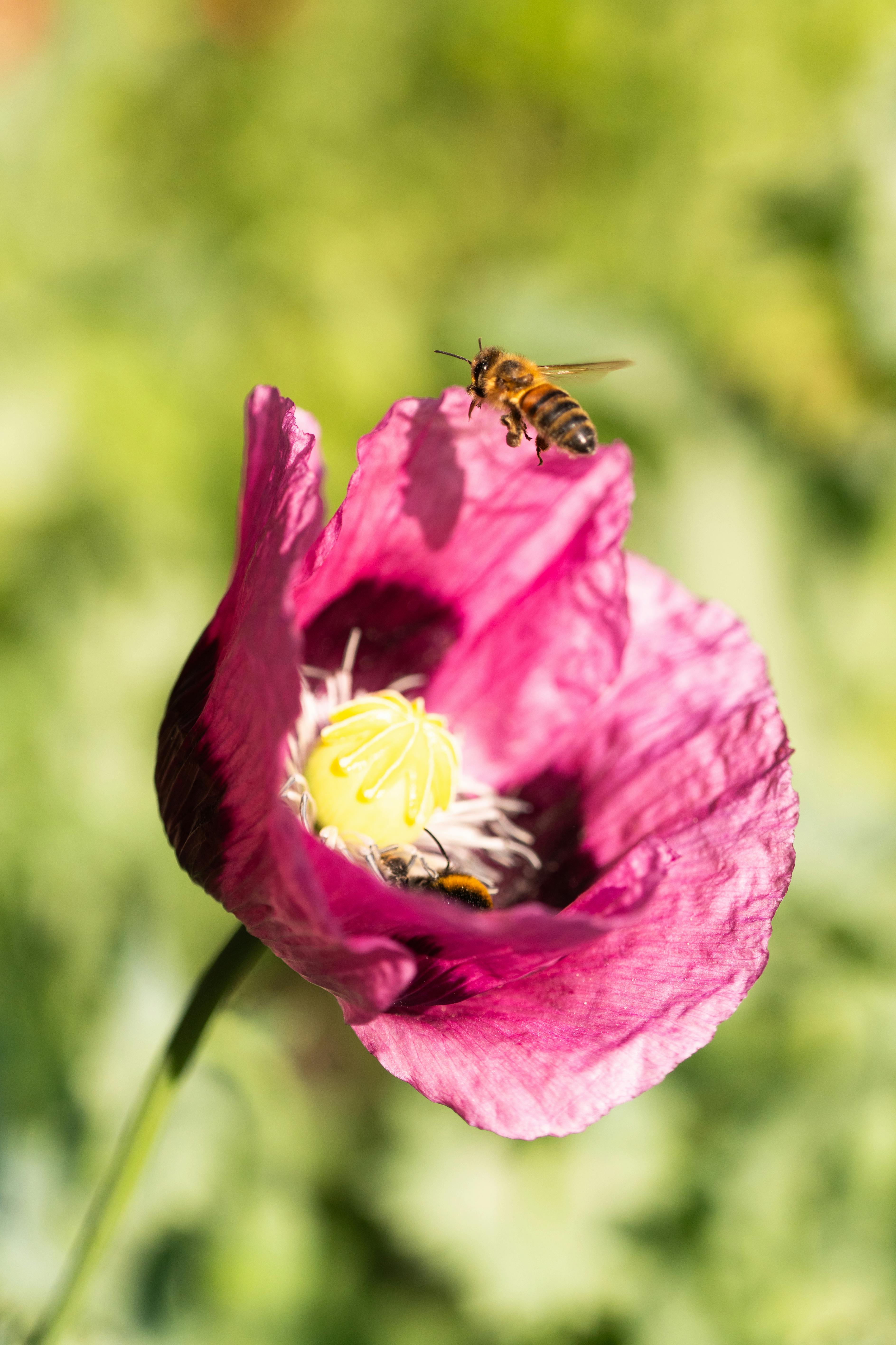 Penne Bees Photos, Download The BEST Free Penne Bees Stock Photos & HD ...