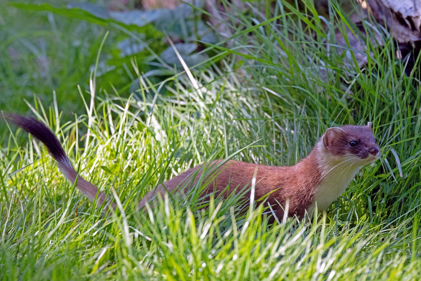 Stoat+On+Grassy+Log Photos, Download The BEST Free Stoat+On+Grassy+Log ...