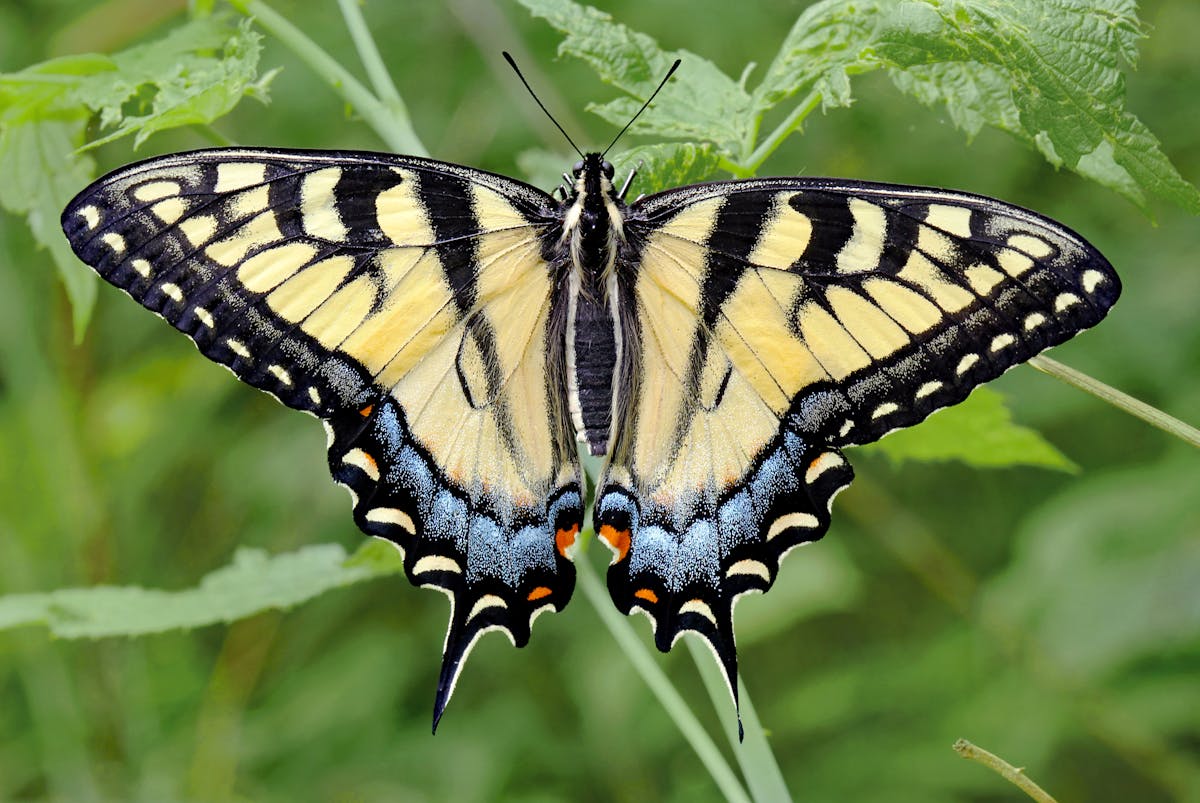 Scroller+Butterfly+Wings Photos, Download The BEST Free Scroller ...