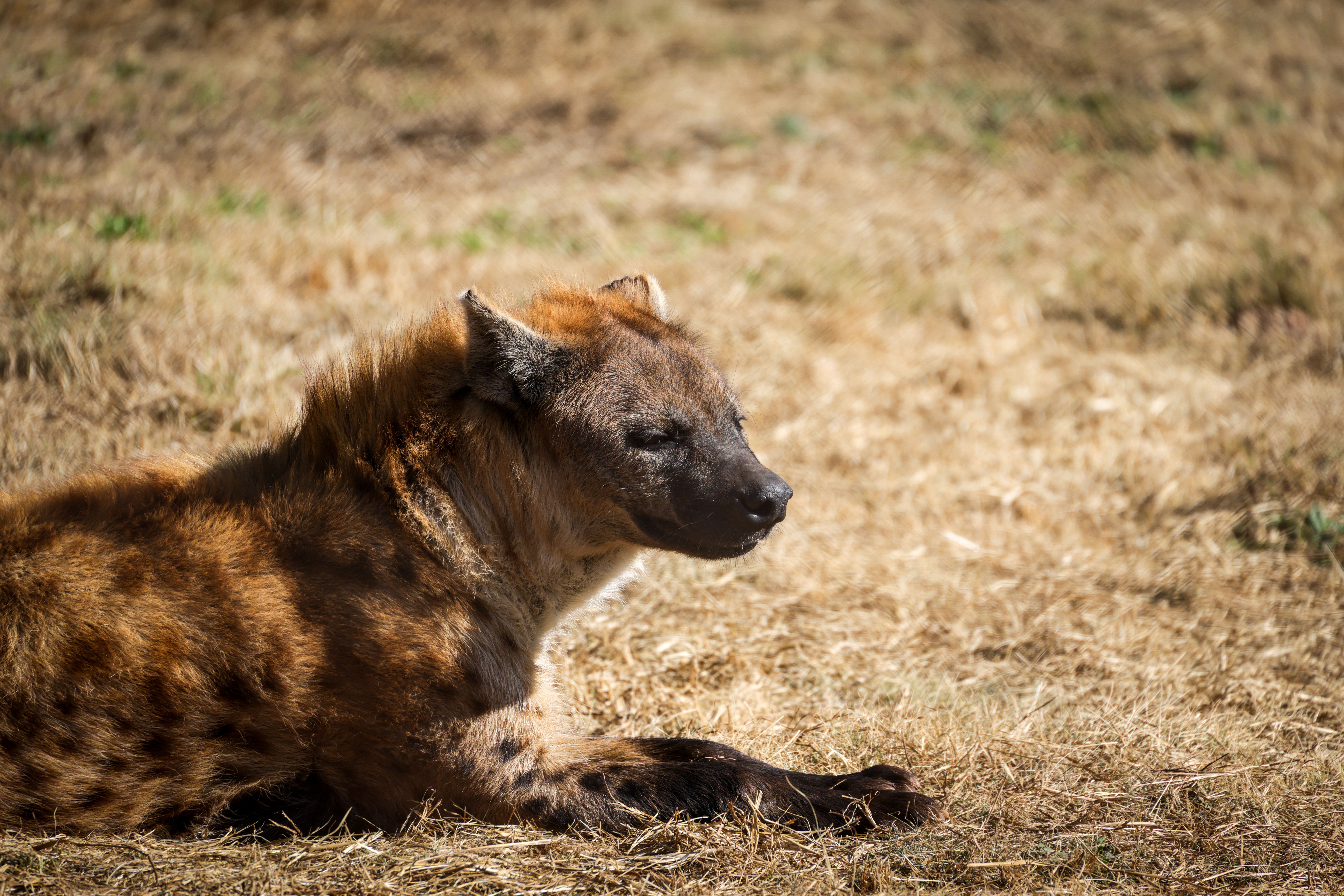 Spotted Hyena Resting on African Savanna · Free Stock Photo
