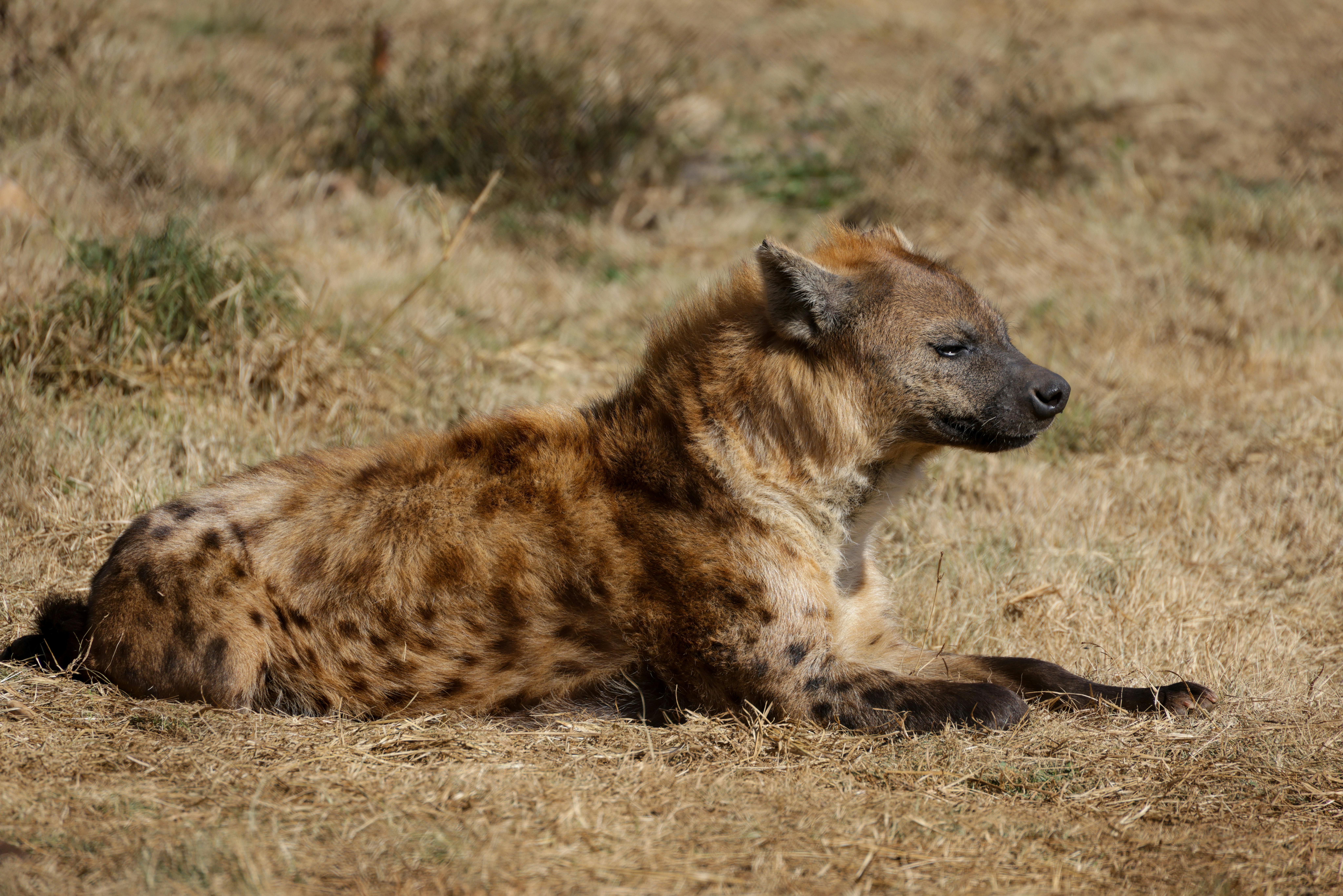 The Spotted Hyena Photos, Download The BEST Free The Spotted Hyena ...