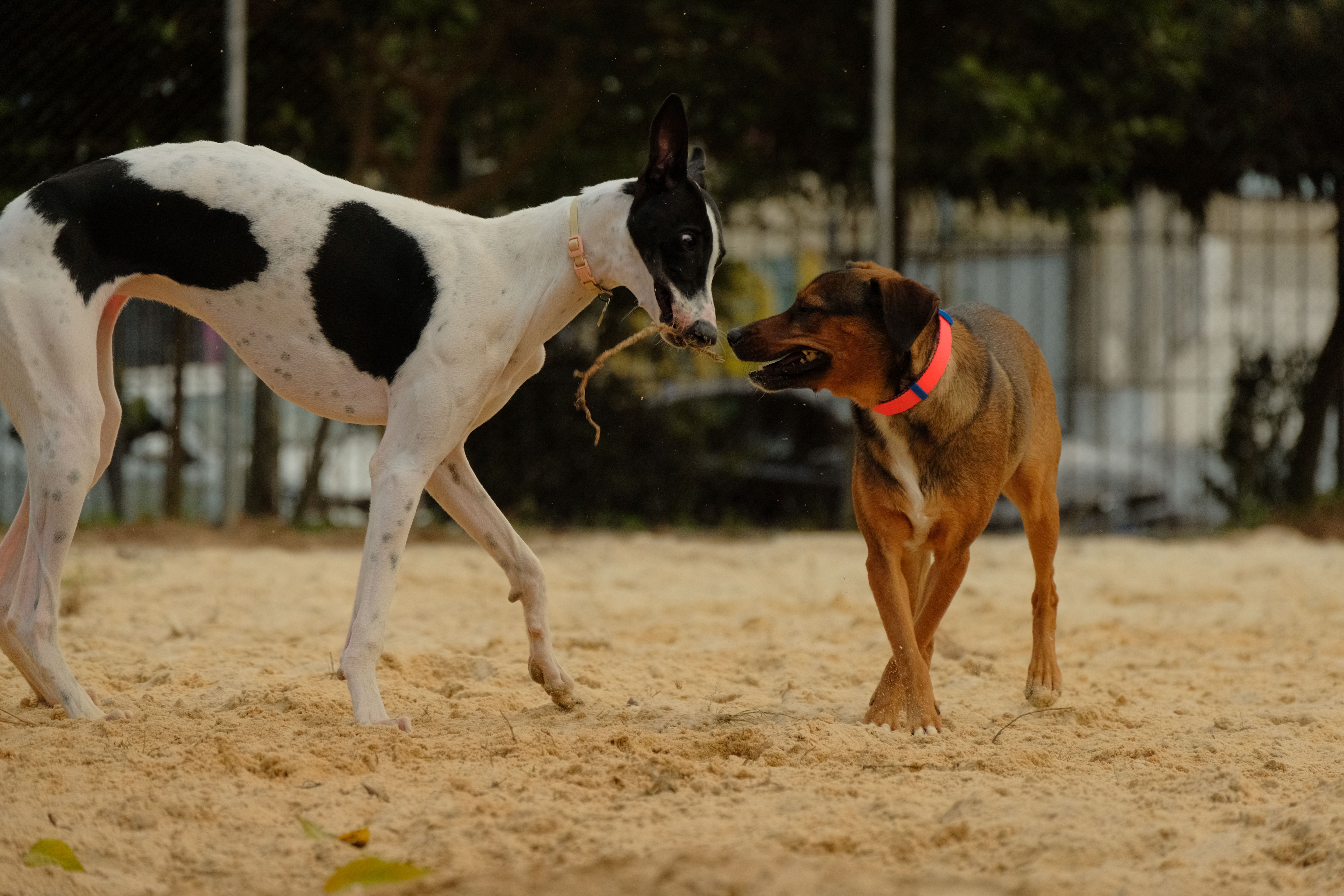 Well Trained Dogs Photos, Download The BEST Free Well Trained Dogs ...