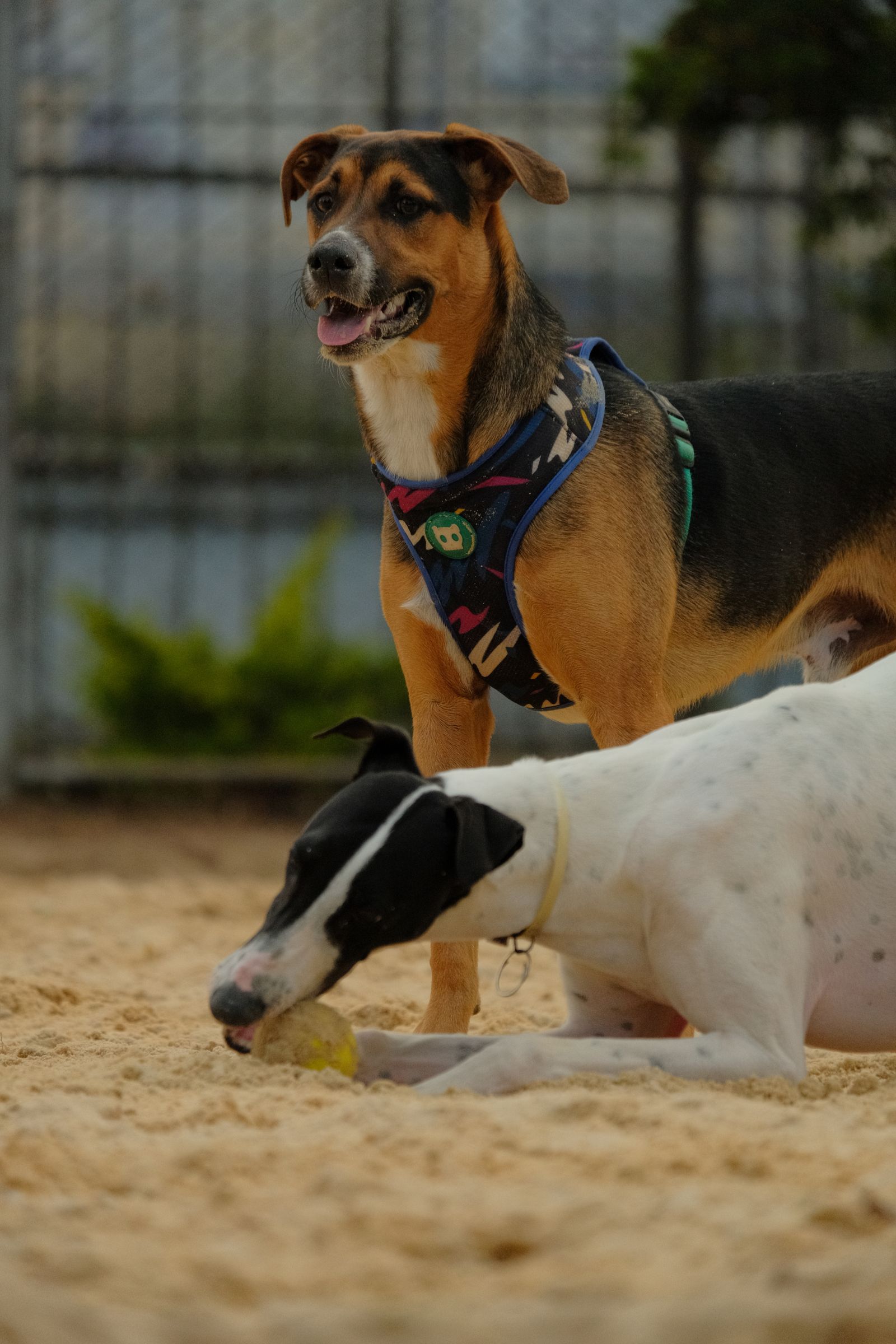 Dog Park Photos, Download The BEST Free Dog Park Stock Photos & HD Images