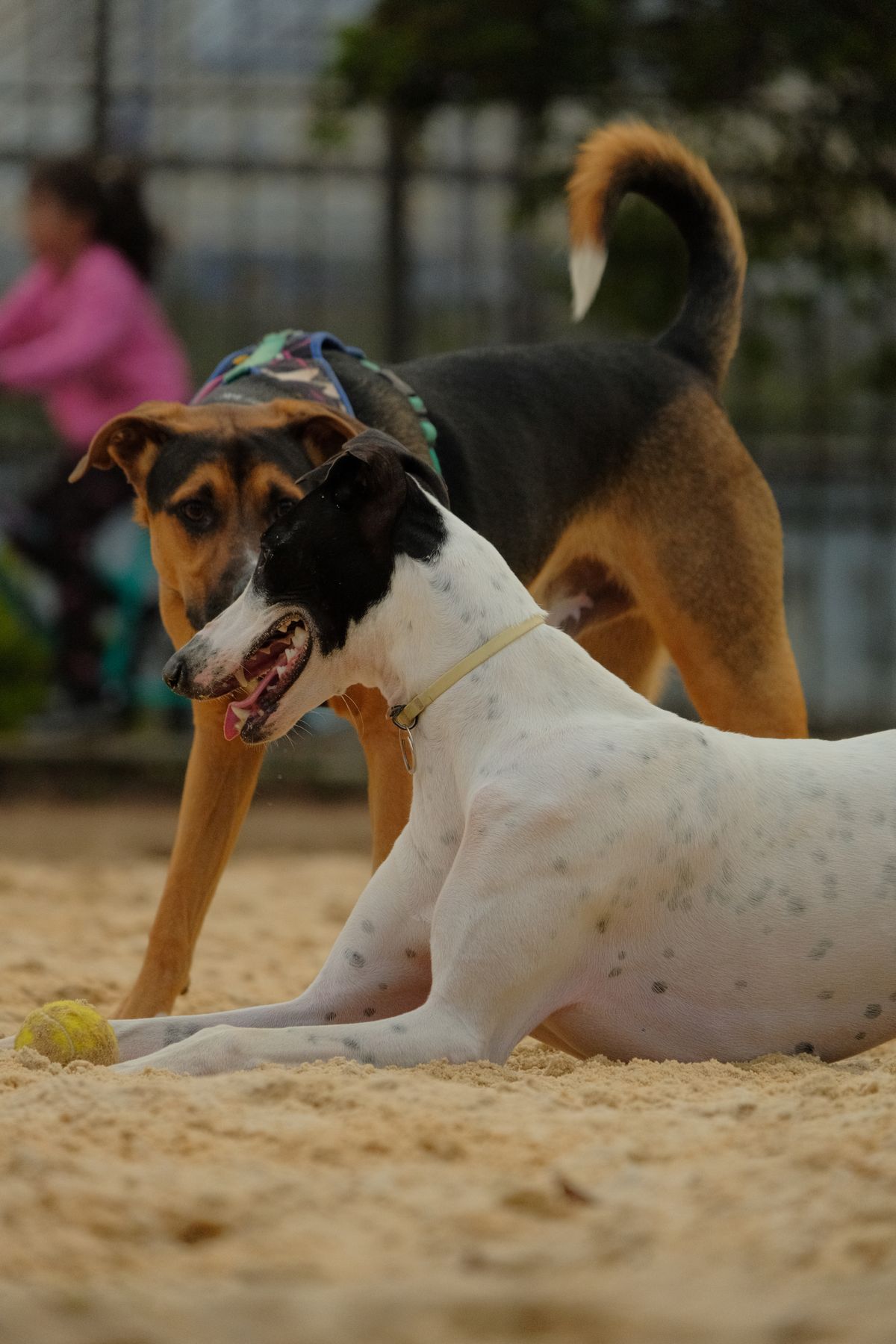 Dog Park Photos, Download The BEST Free Dog Park Stock Photos & HD Images