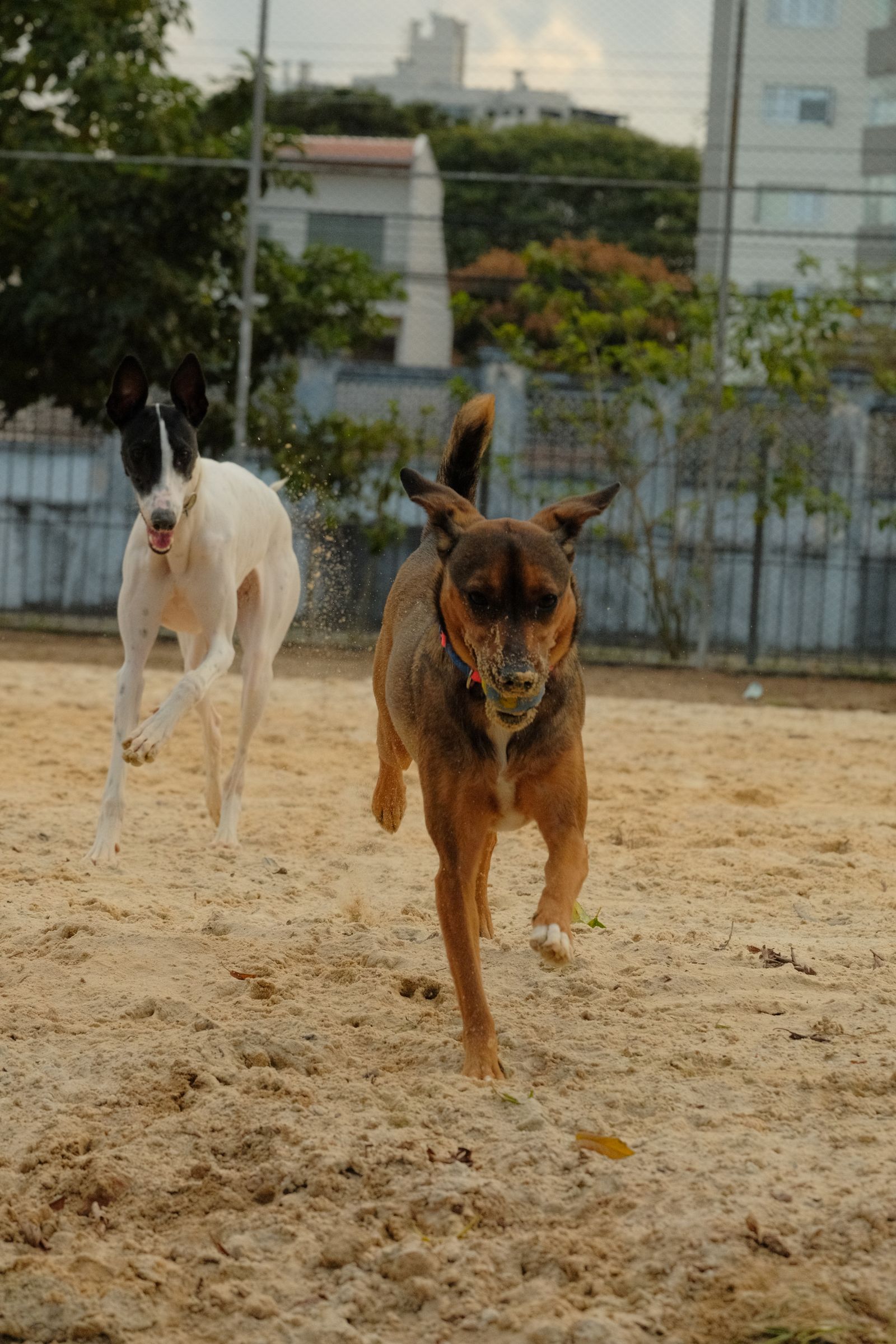 Dog Park Photos, Download The BEST Free Dog Park Stock Photos & HD Images