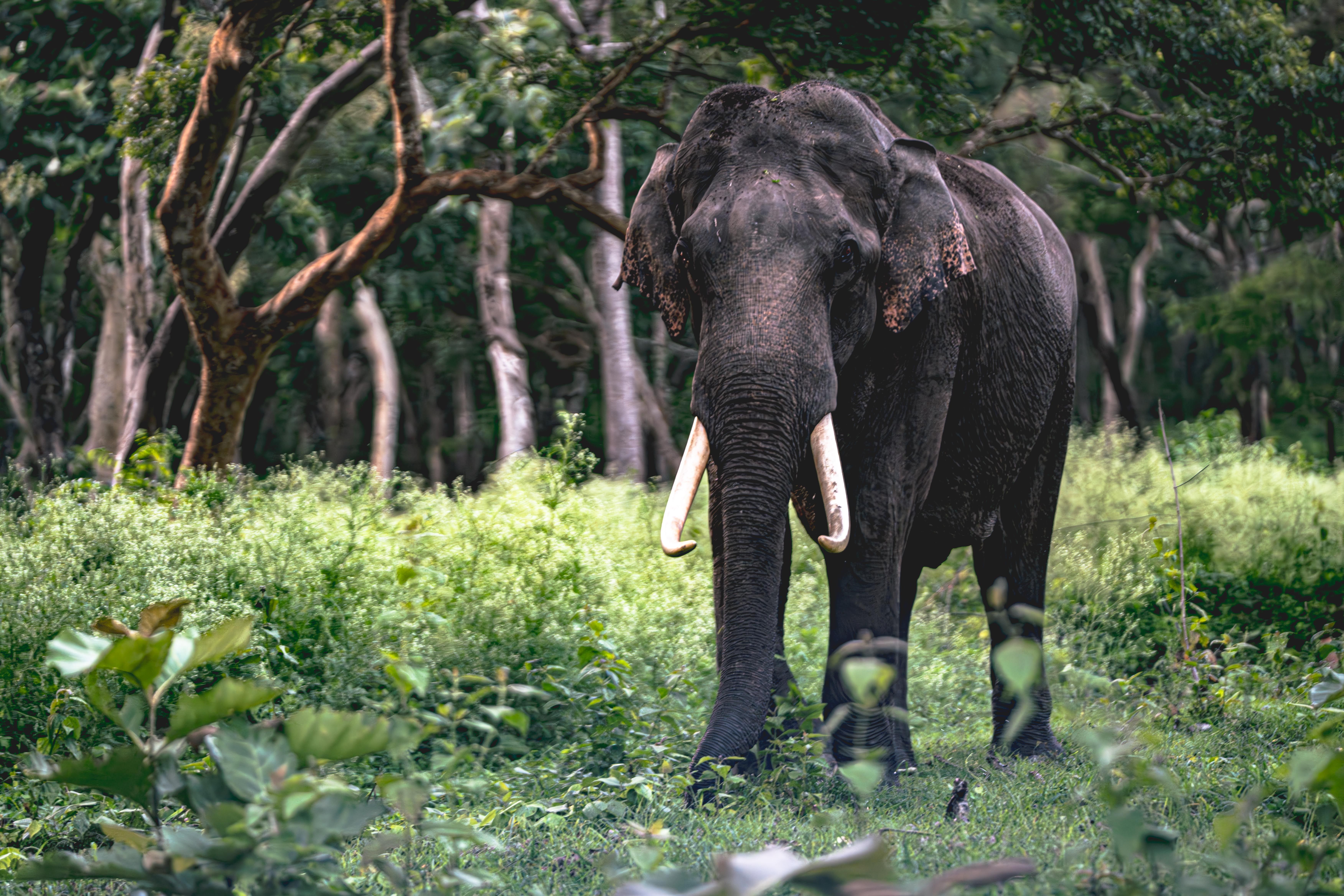 Black Elephant Near Trees · Free Stock Photo