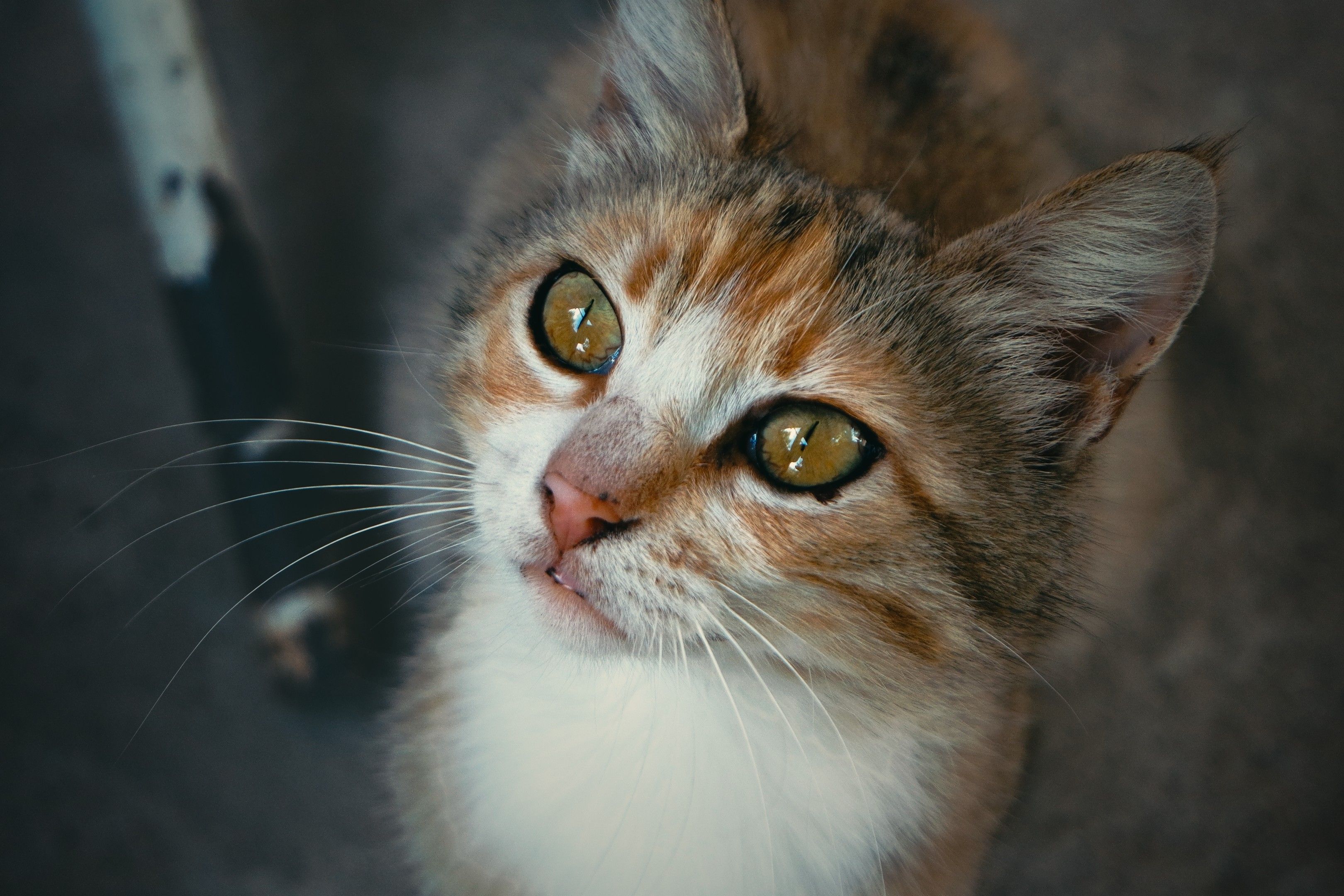 Cat Portrait Photos, Download The BEST Free Cat Portrait Stock Photos ...