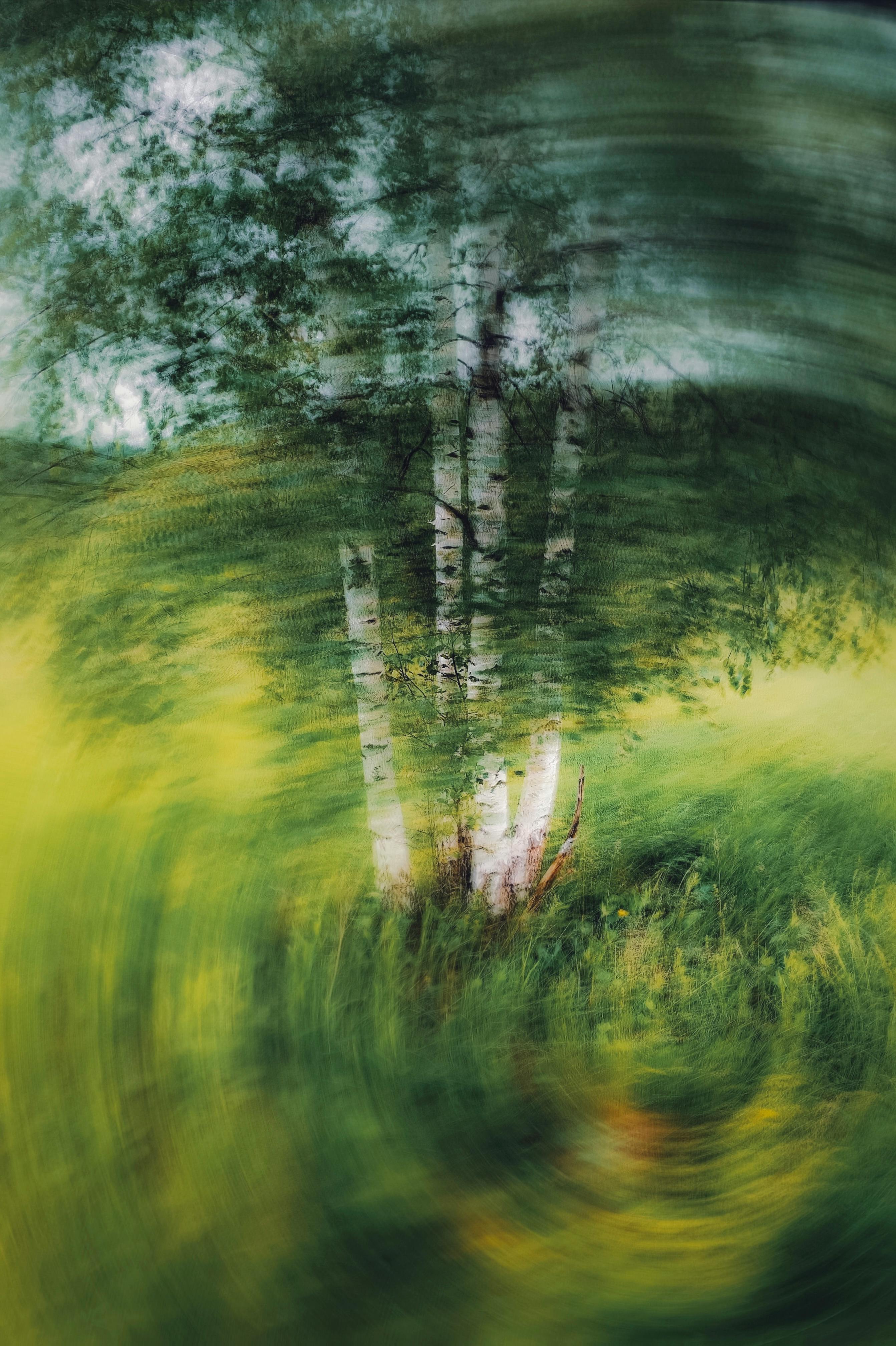 Captivating Swirl Effect on Birch Tree Outdoors · Free Stock Photo