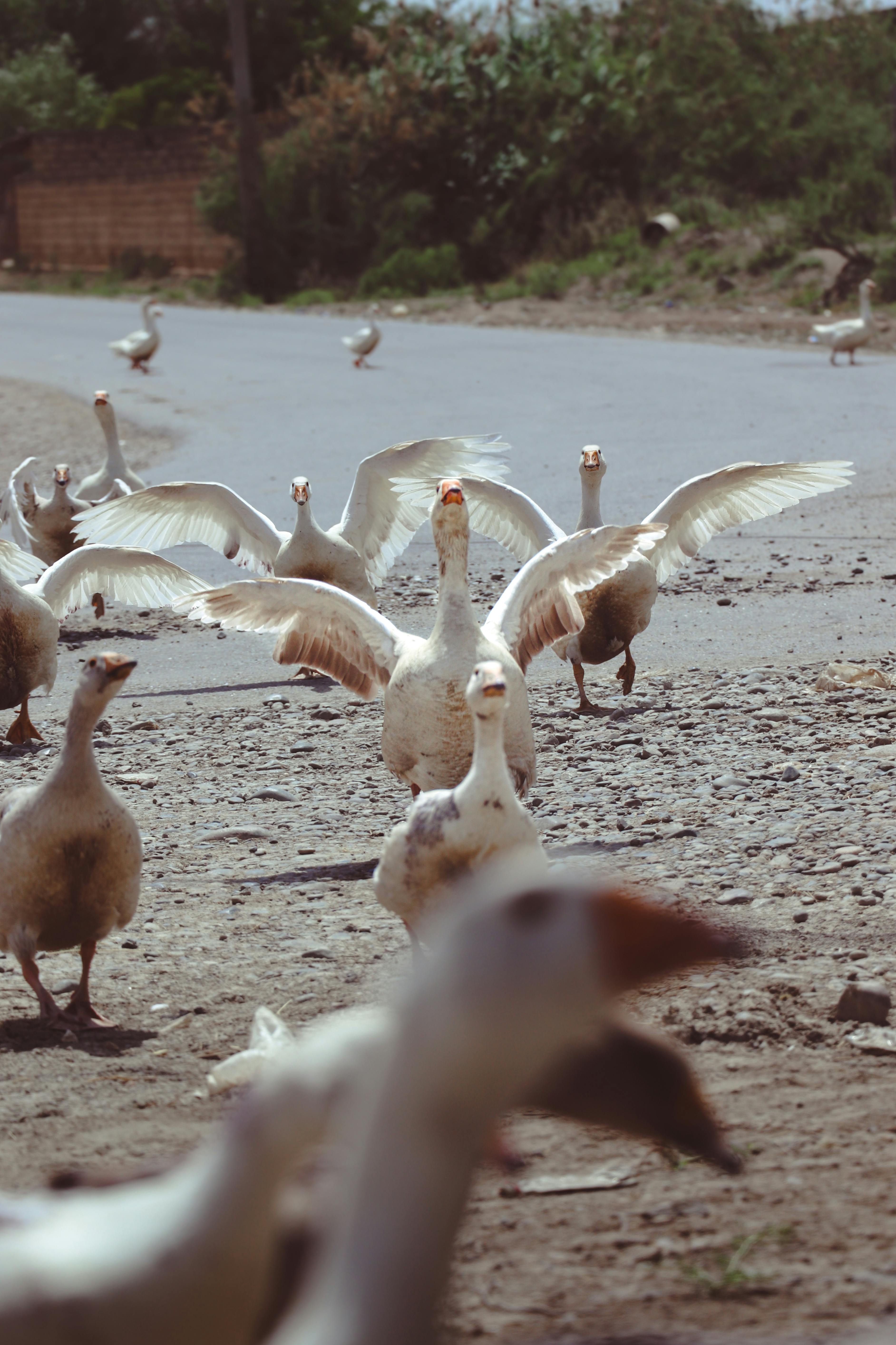 Migration Photos, Download The BEST Free Migration Stock Photos & HD Images
