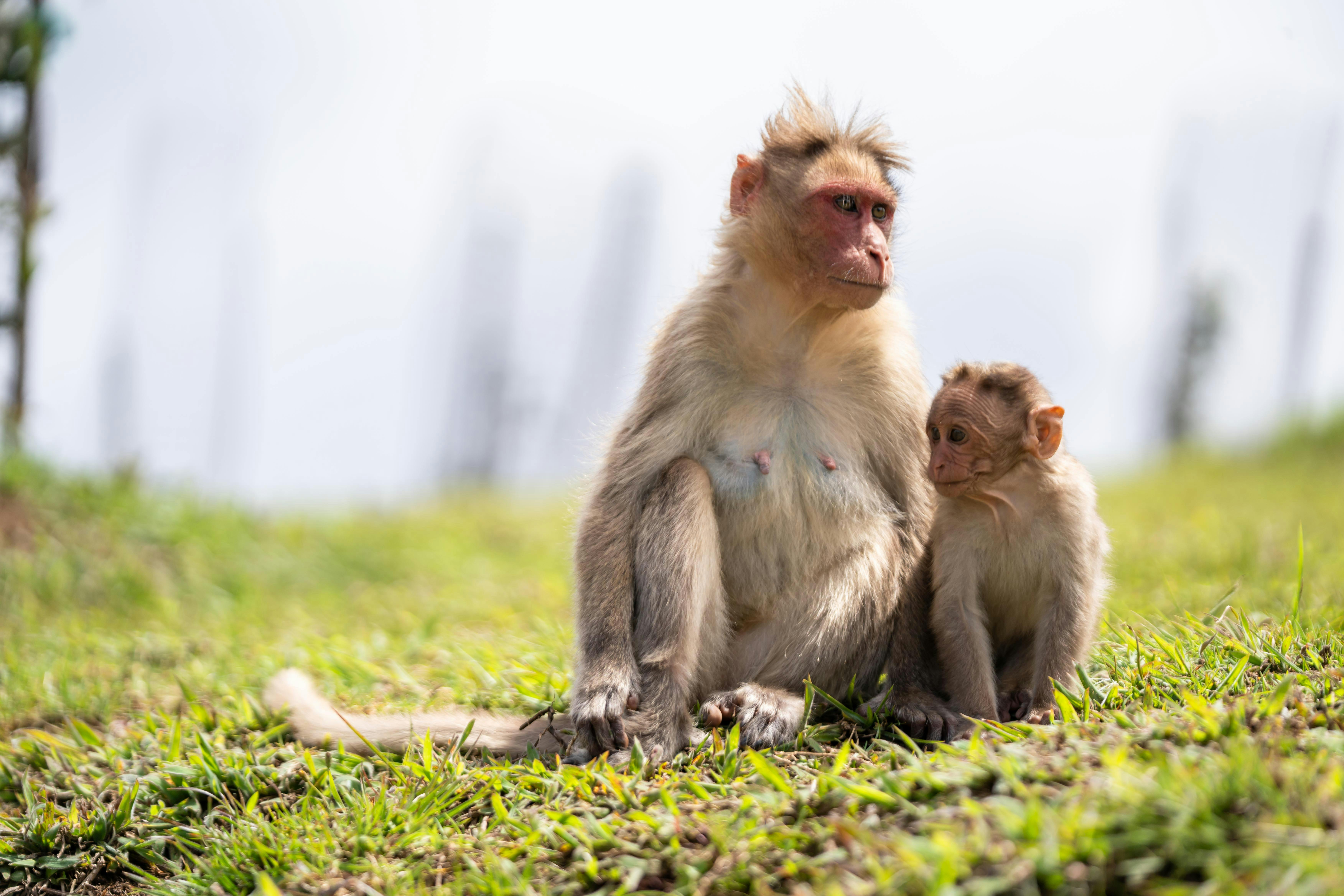 Mama+Tiri+Jpg Photos, Download The BEST Free Mama+Tiri+Jpg Stock Photos ...