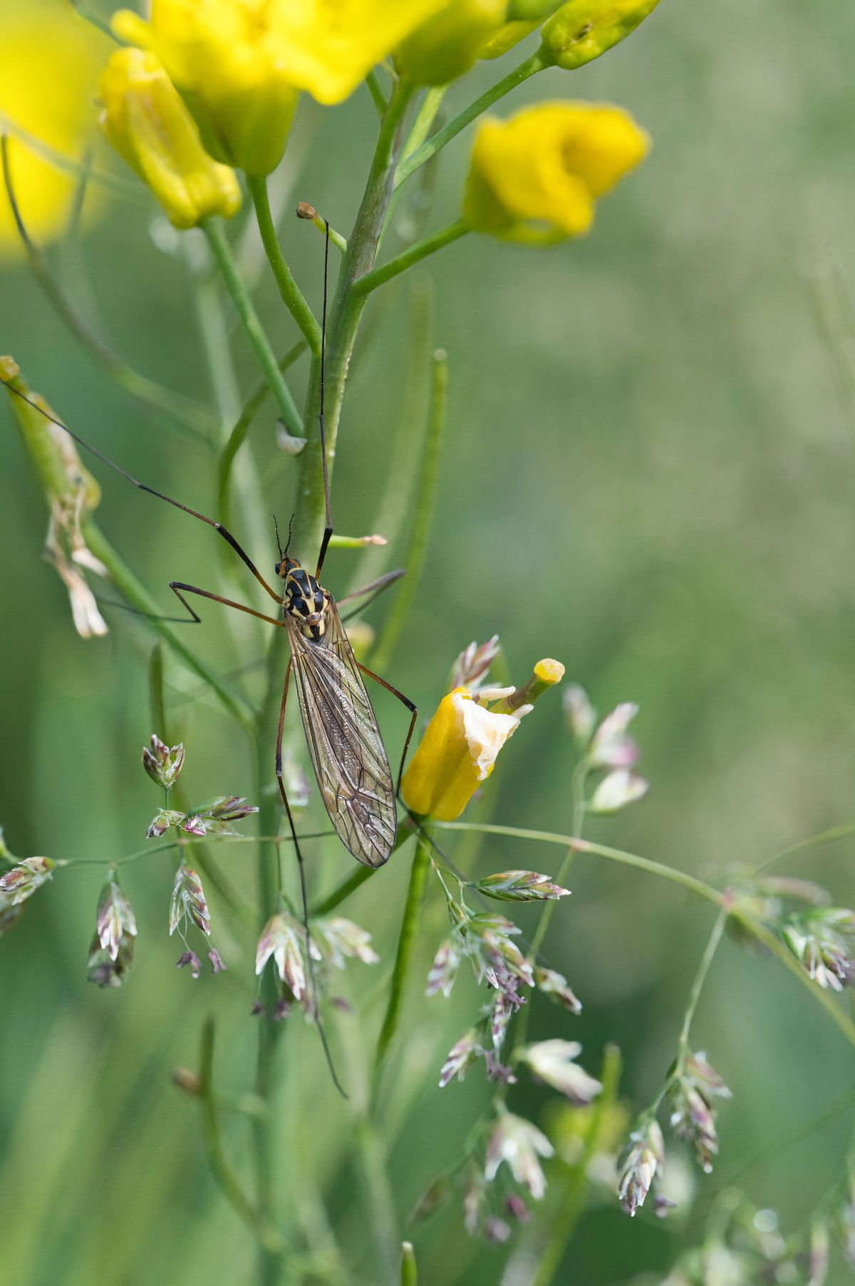 Mosquito Photos, Download The BEST Free Mosquito Stock Photos & HD Images