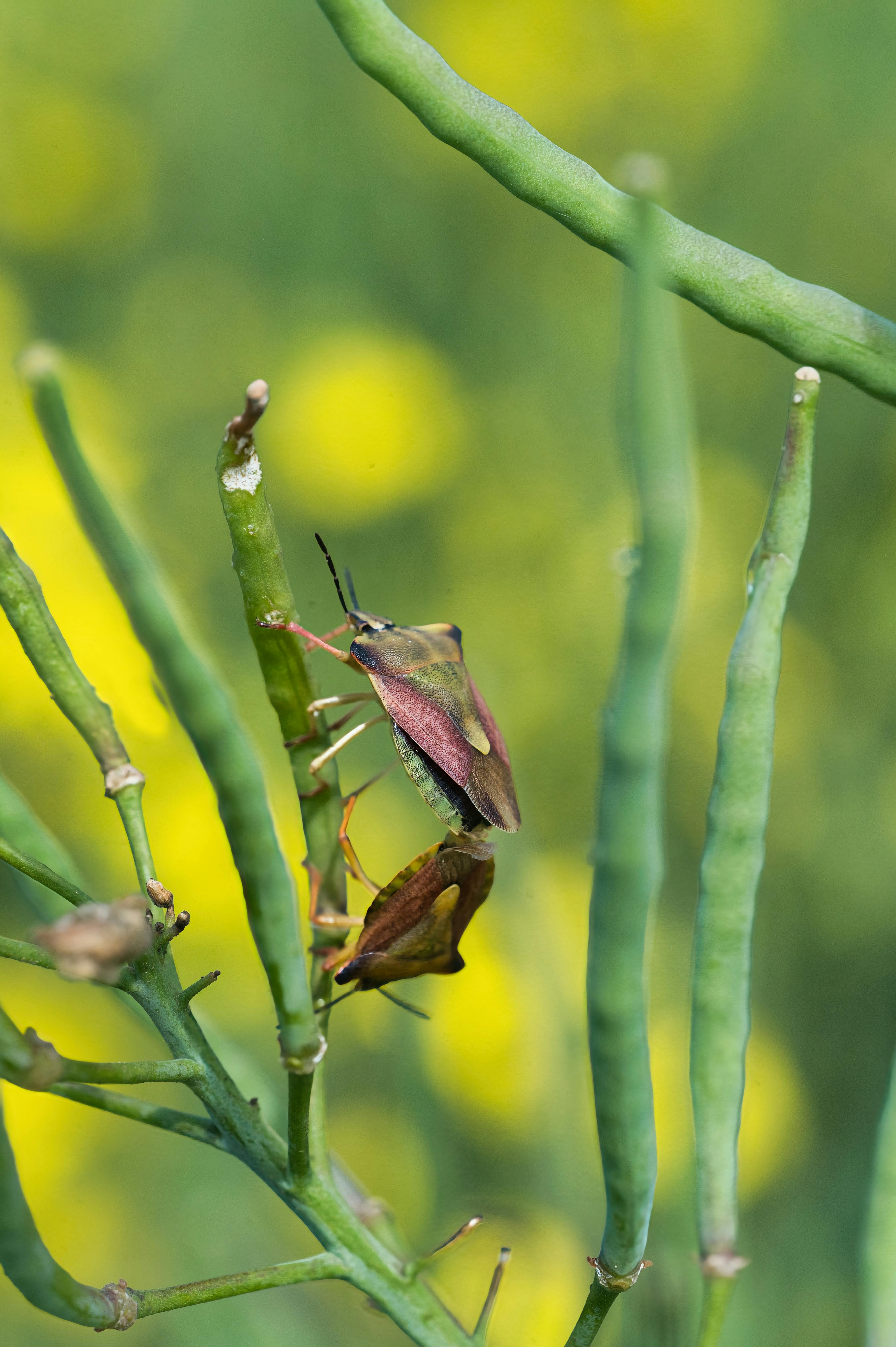 Bugs Photos, Download The BEST Free Bugs Stock Photos & HD Images