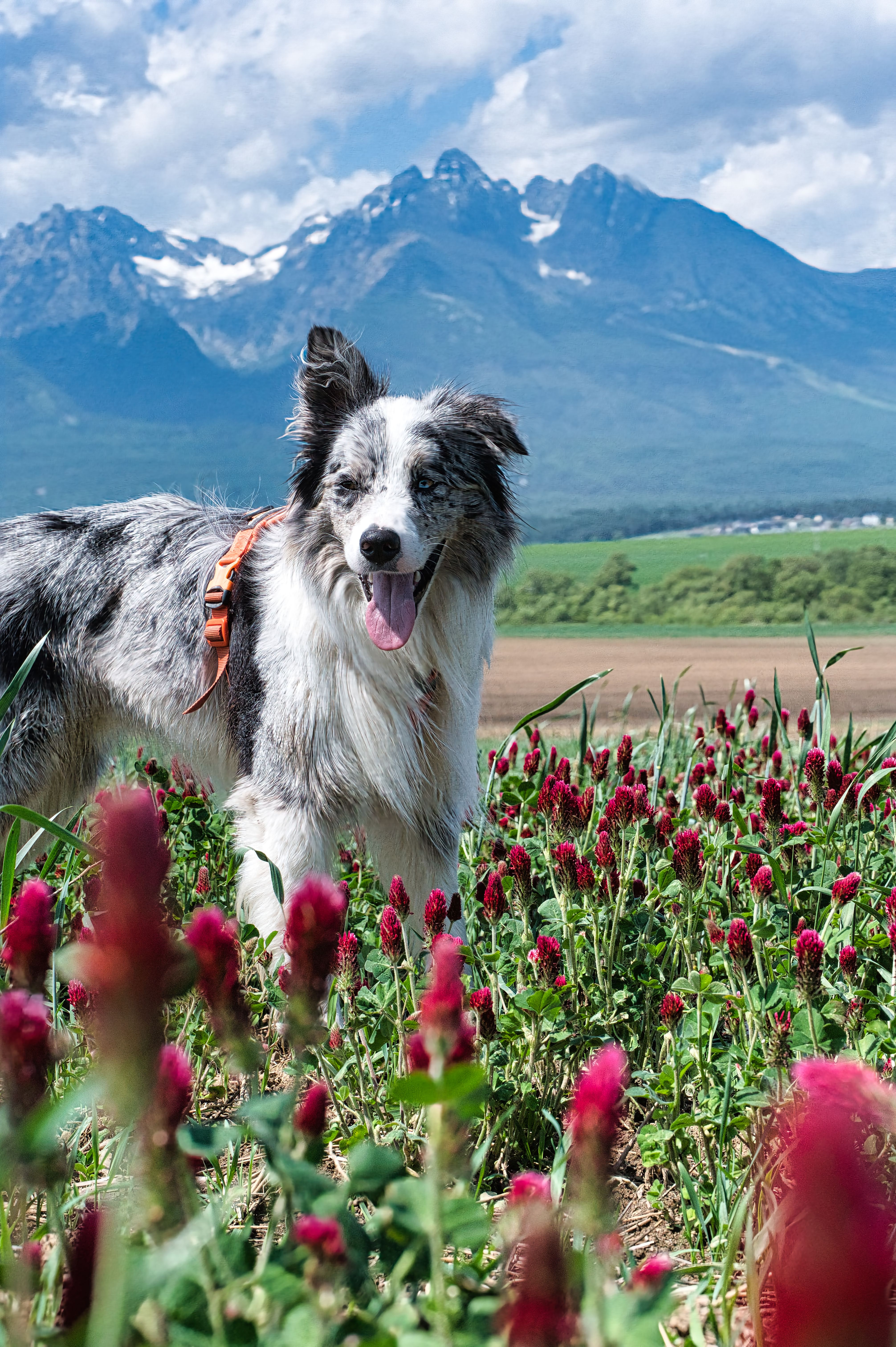 Energetic Border Collie in Vibrant Mountain Landscape · Free Stock Photo