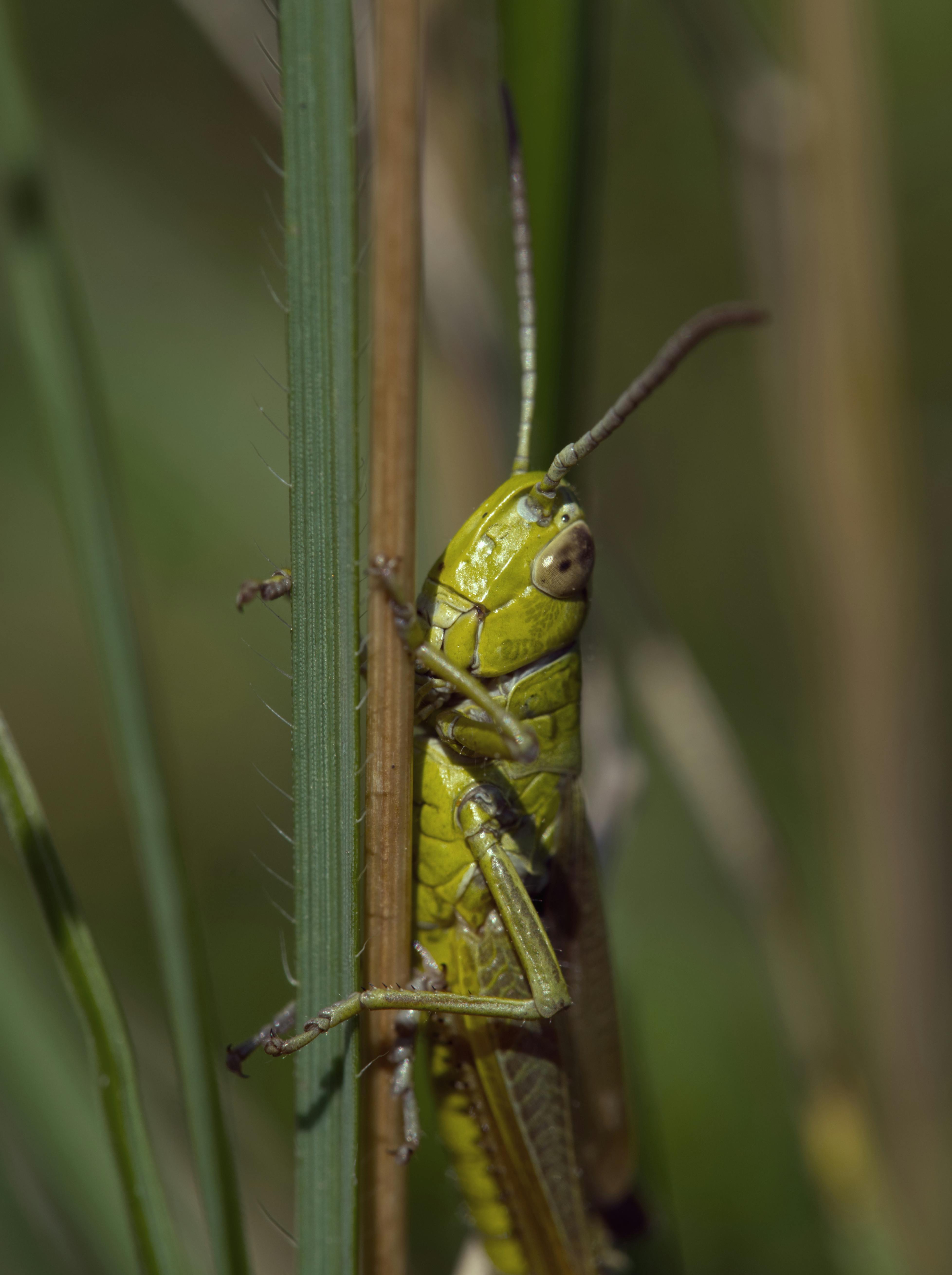Cricket Insect Photos, Download The BEST Free Cricket Insect Stock ...