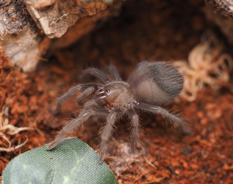 Caring for Poecilotheria Metallica Gooty Sapphire Tarantula
