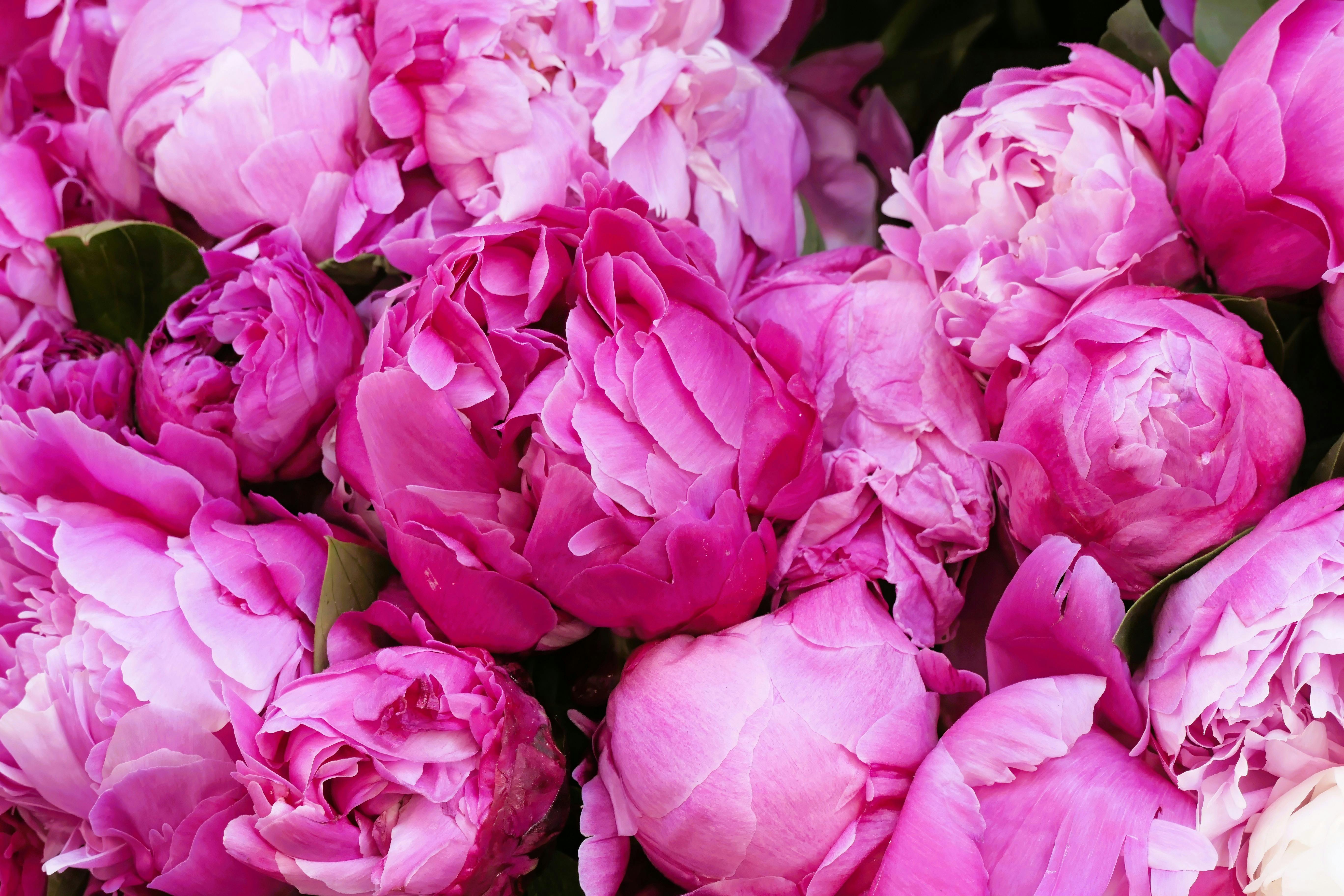 Vibrant Pink Peonies in Full Bloom · Free Stock Photo