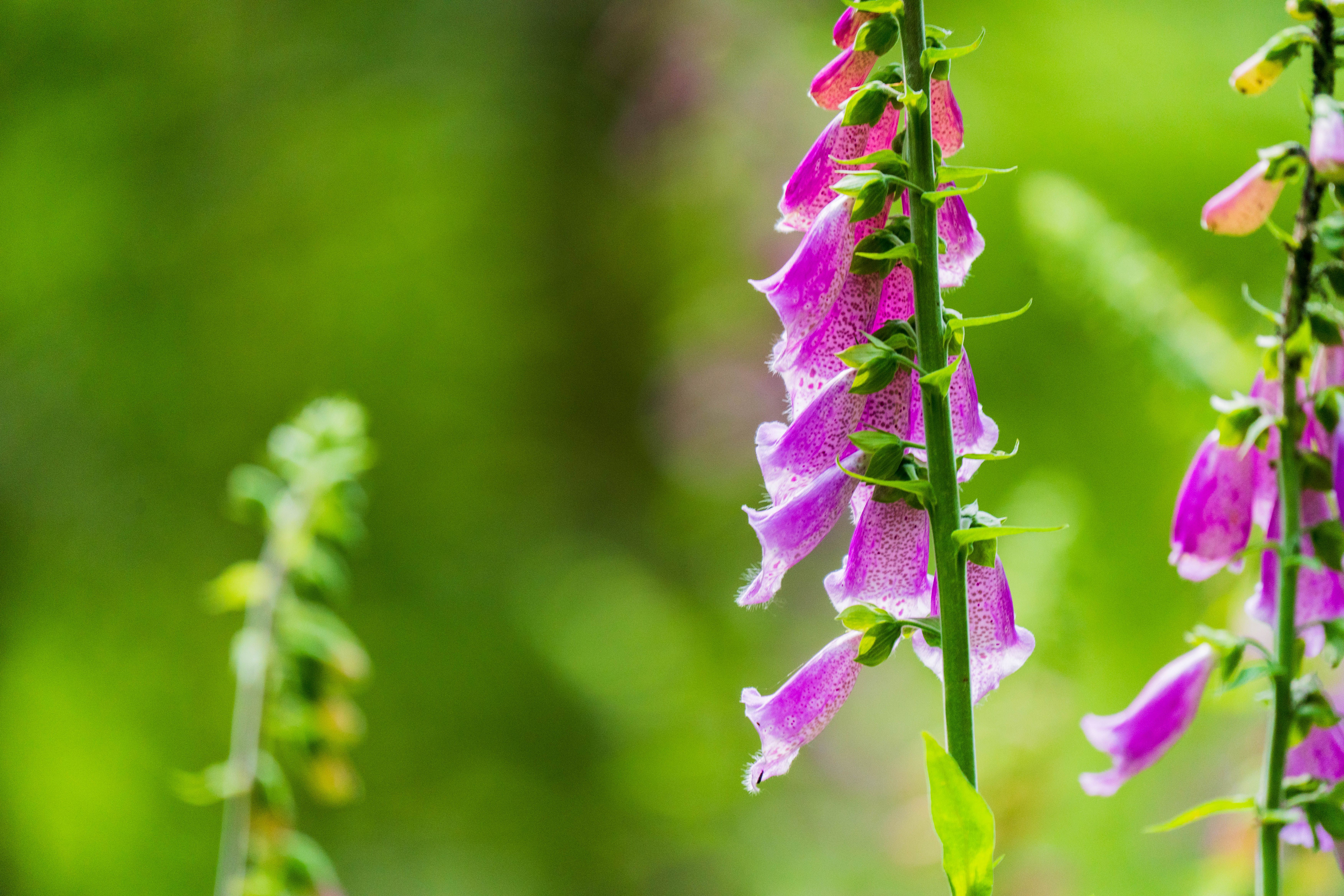 Vibrant Foxglove Flowers in Lush Spring Garden · Free Stock Photo