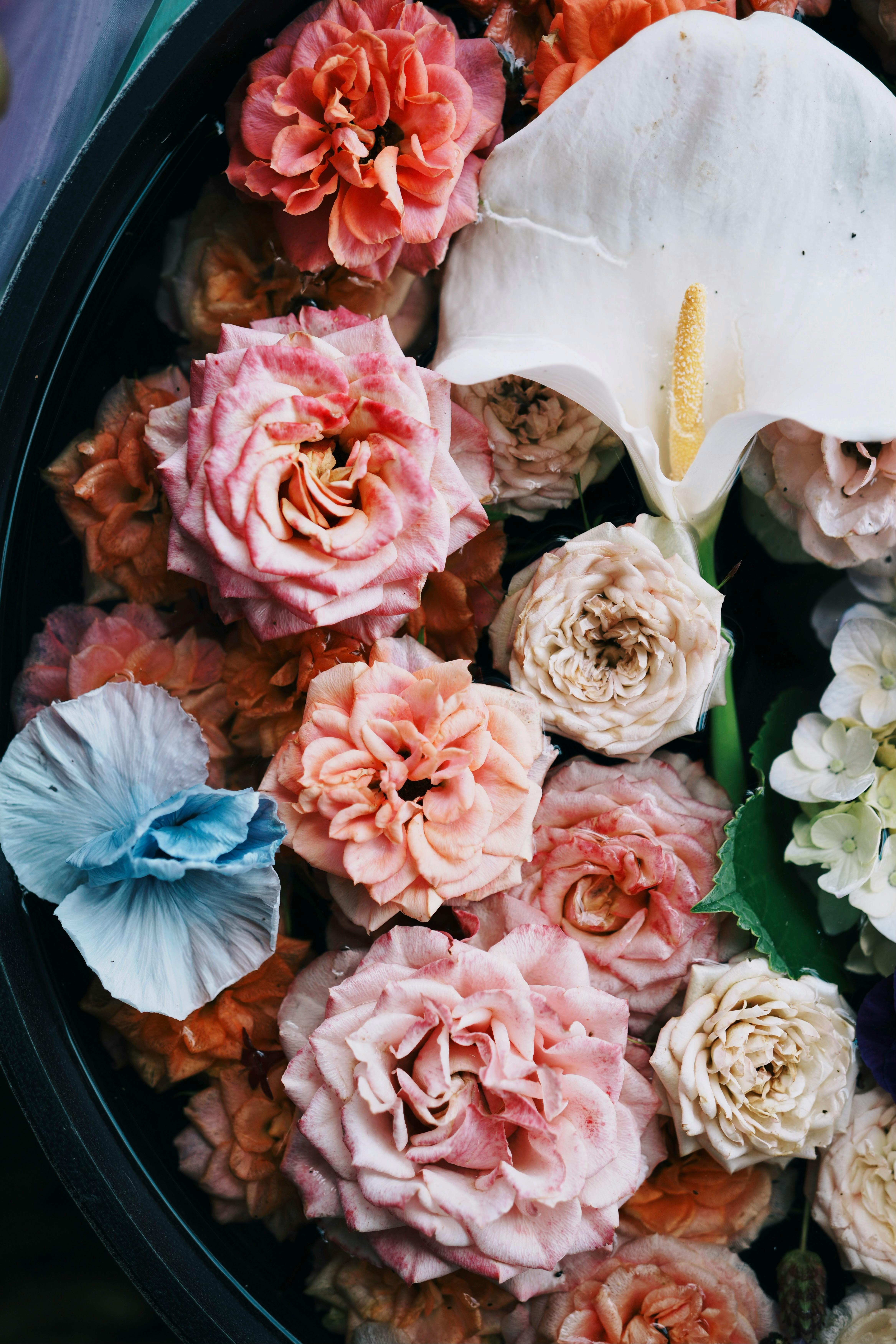 Beautiful+Perky+Breasts Photos, Download The BEST Free Beautiful+Perky+Breasts Stock Photos & HD ...