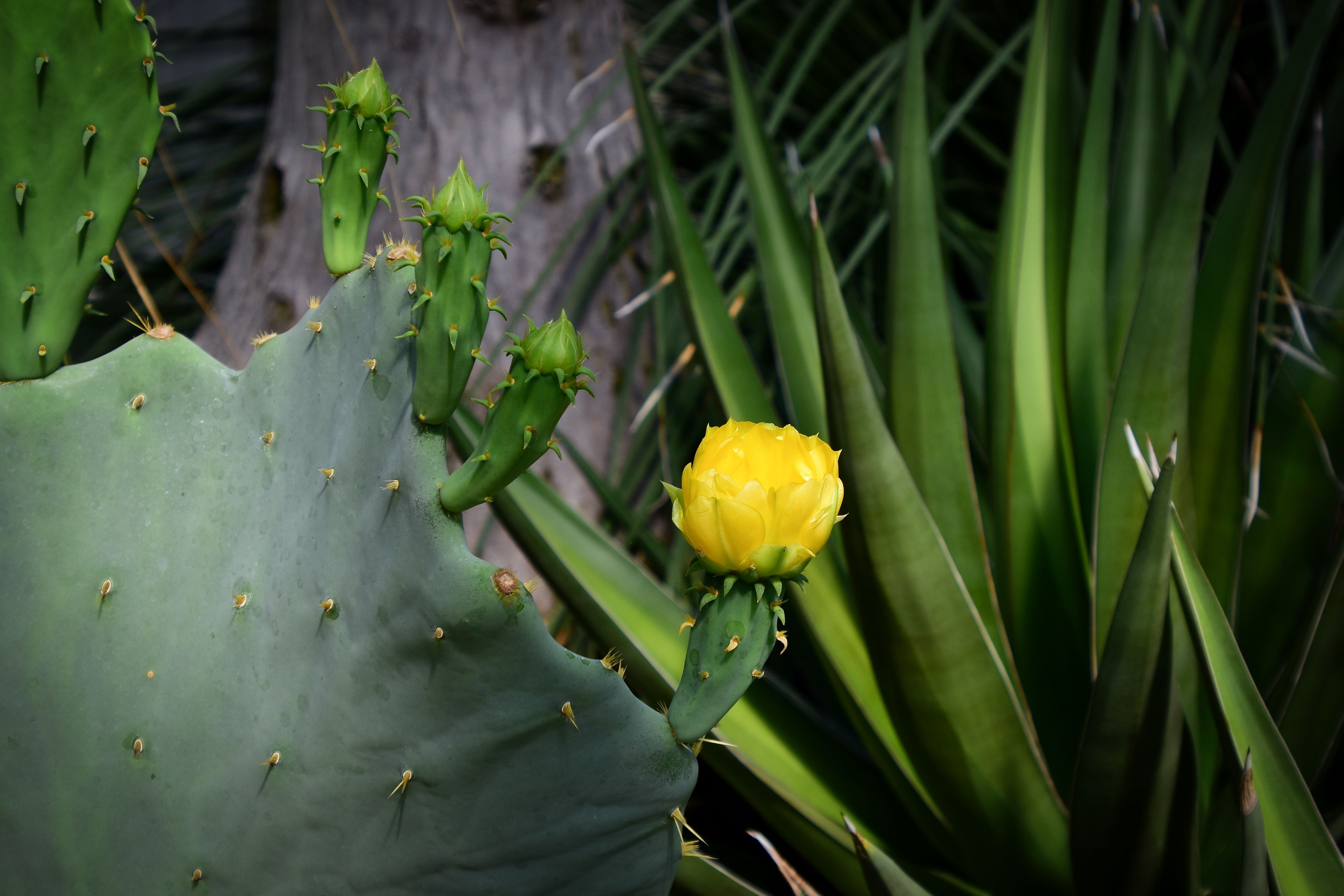 Close-up Photography of a Cactus · Free Stock Photo