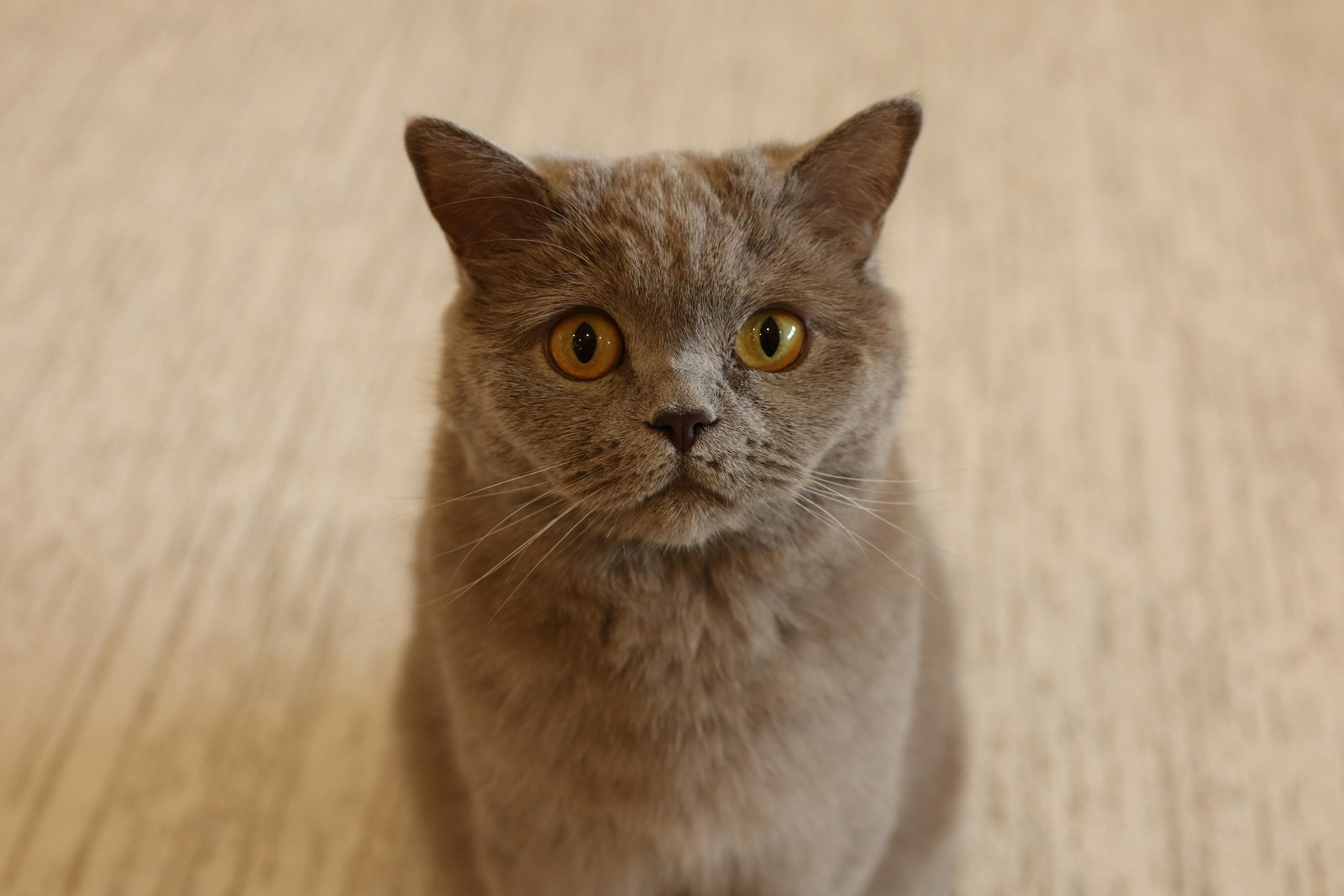 Cat Documents Photos, Download The BEST Free Cat Documents Stock Photos ...