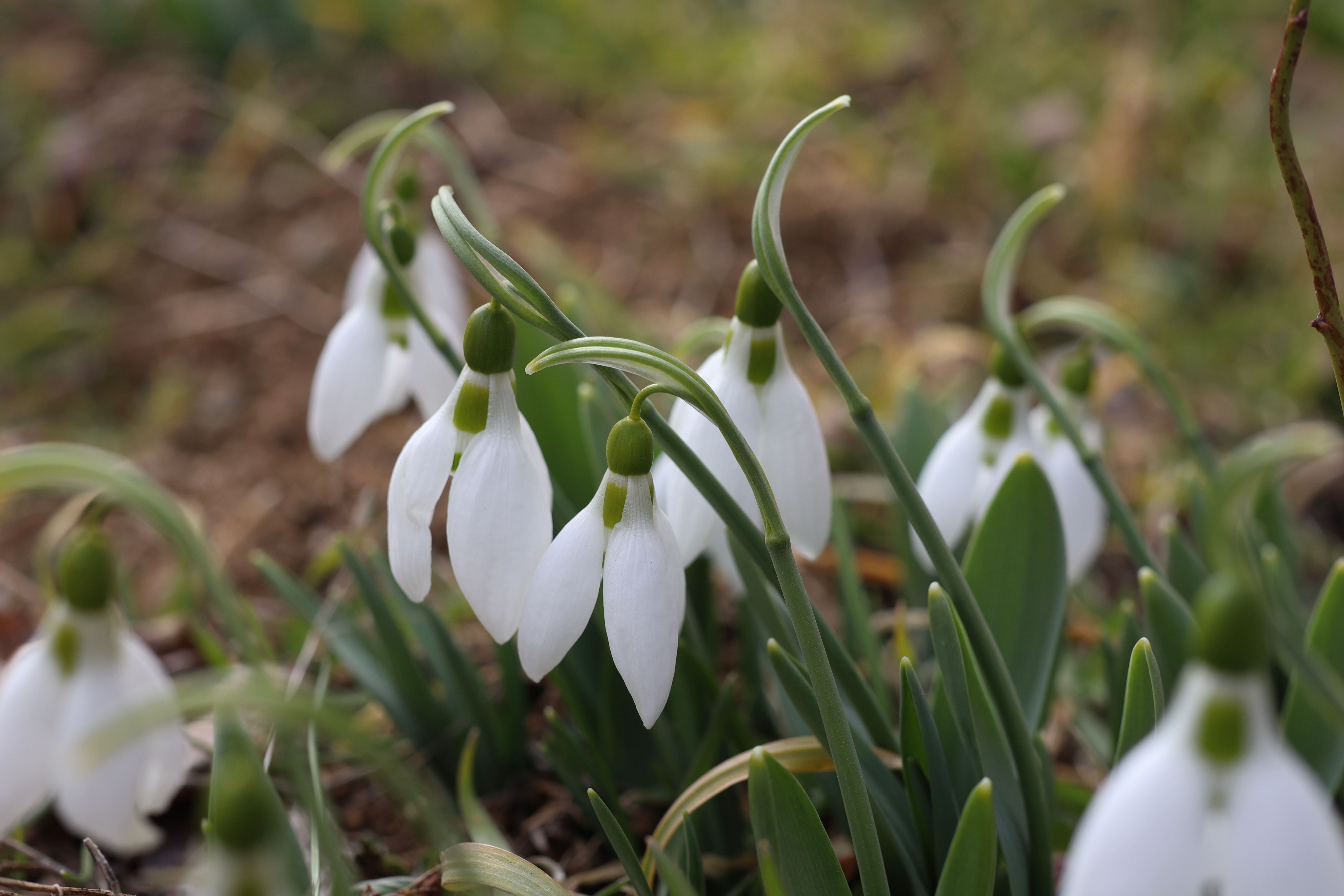 White Snowdrops Blooming in Early Spring Garden · Free Stock Photo