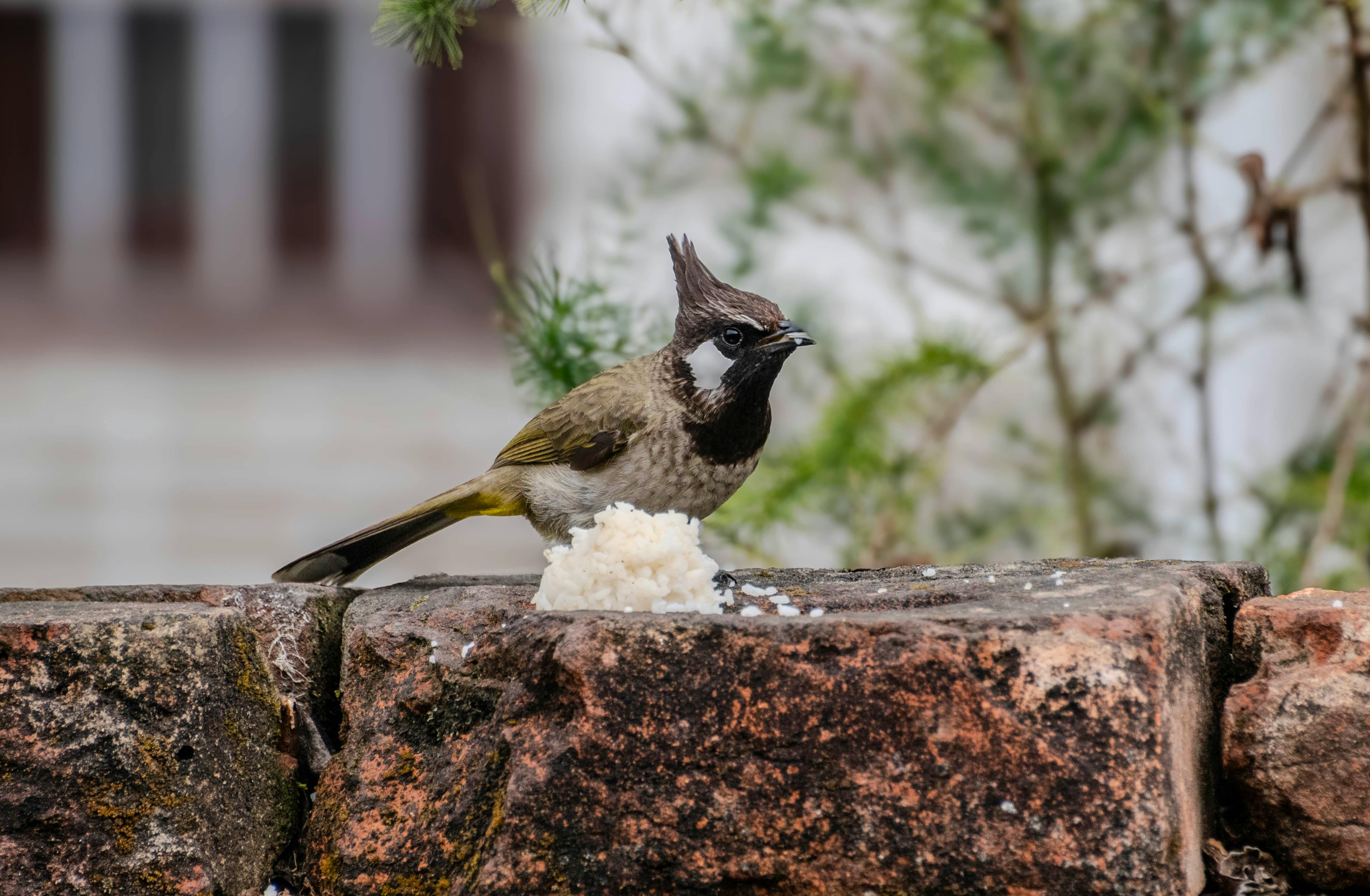 Alpine Parrots New Zealand: Learn About the Kea Bird
