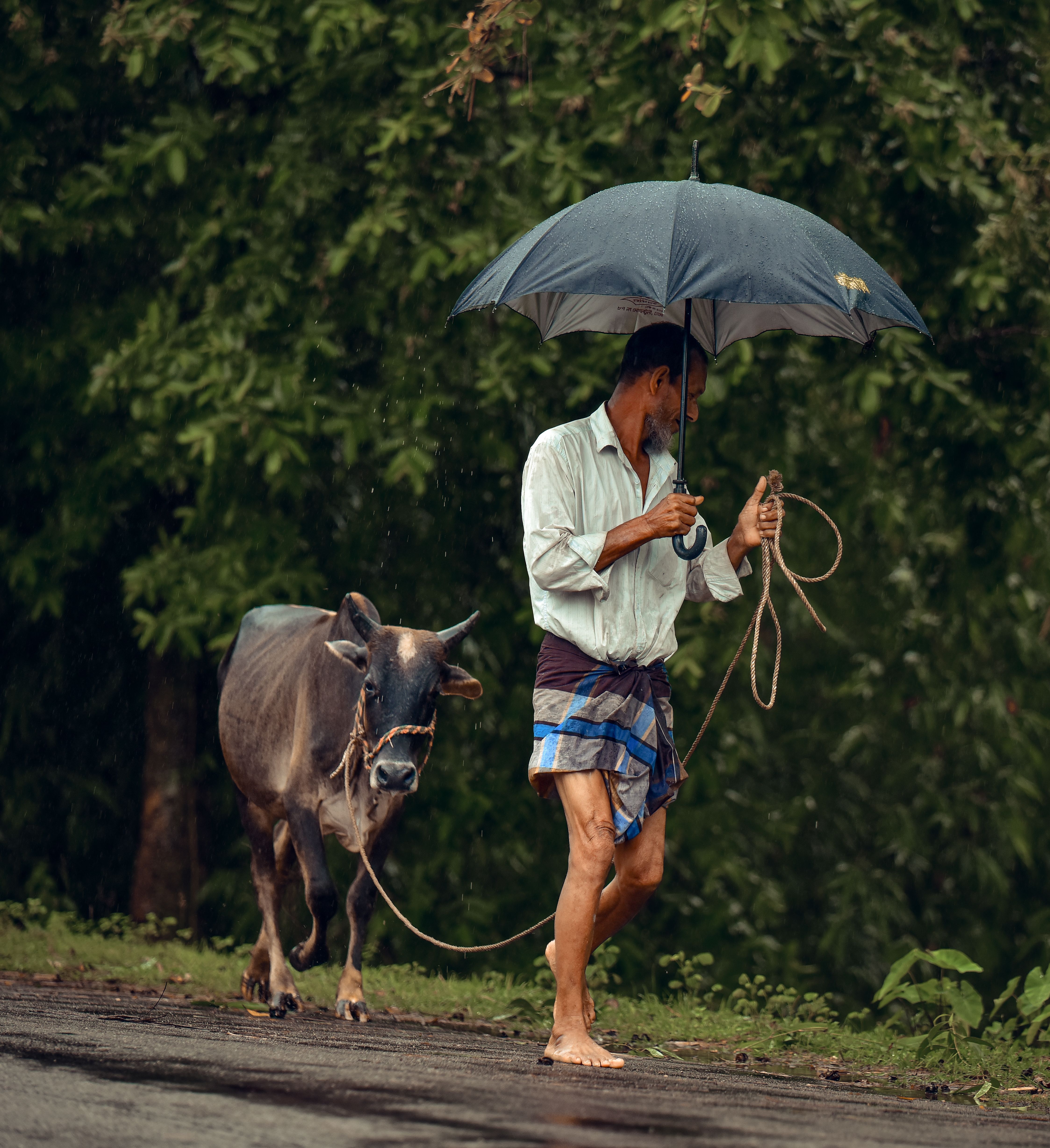 Man Leading Cow in Rainy Bangladesh Countryside · Free Stock Photo