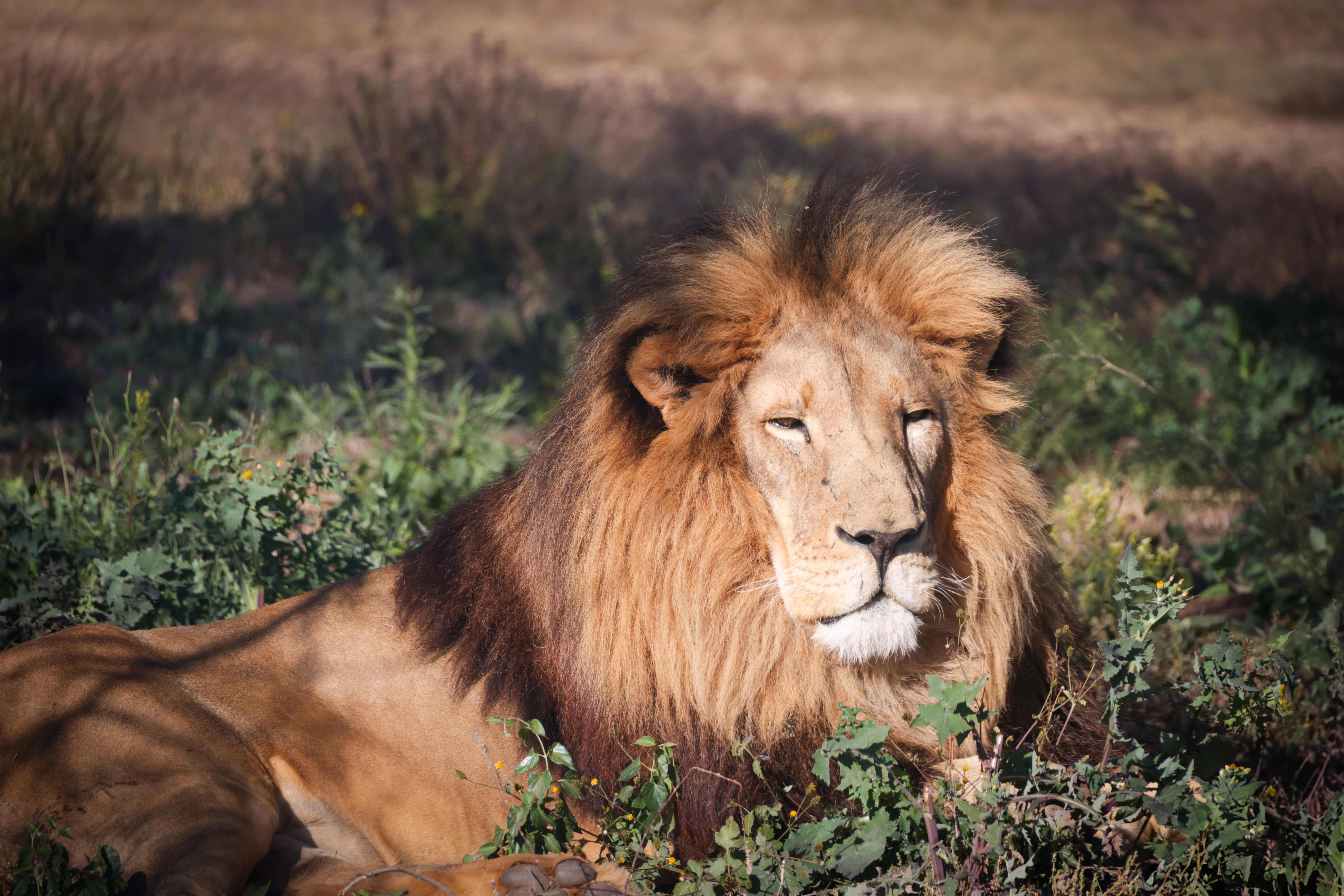 Majestic African Lion Resting in Natural Habitat · Free Stock Photo
