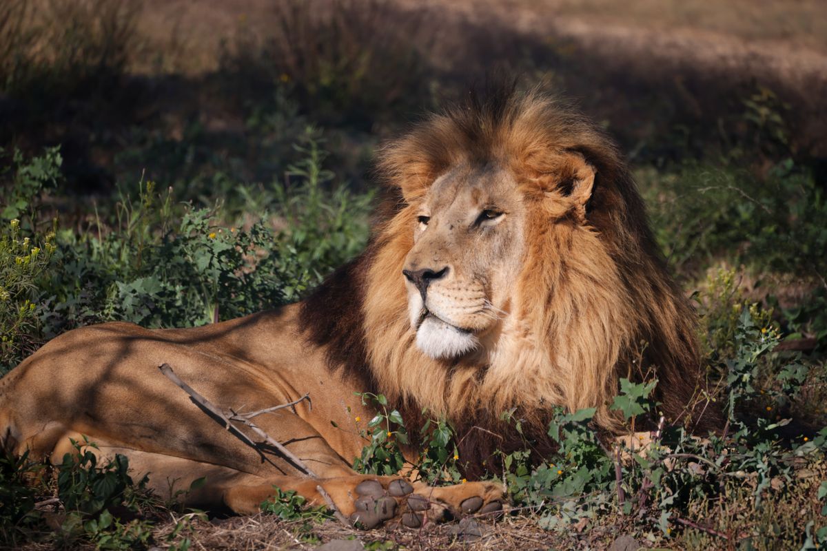 Lion In The Wild Photos, Download The BEST Free Lion In The Wild Stock ...