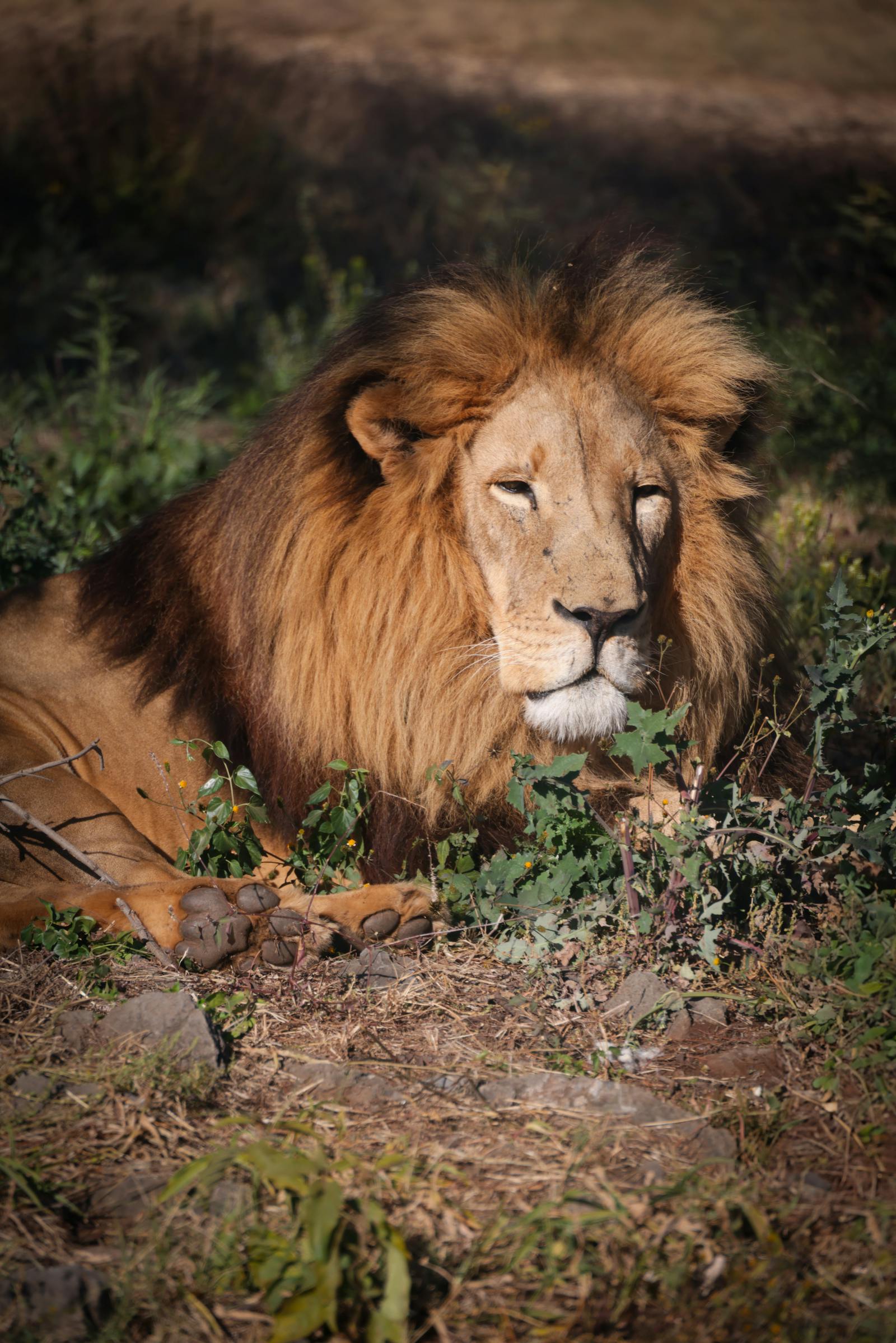 Scarface Lion Photos, Download The BEST Free Scarface Lion Stock Photos ...