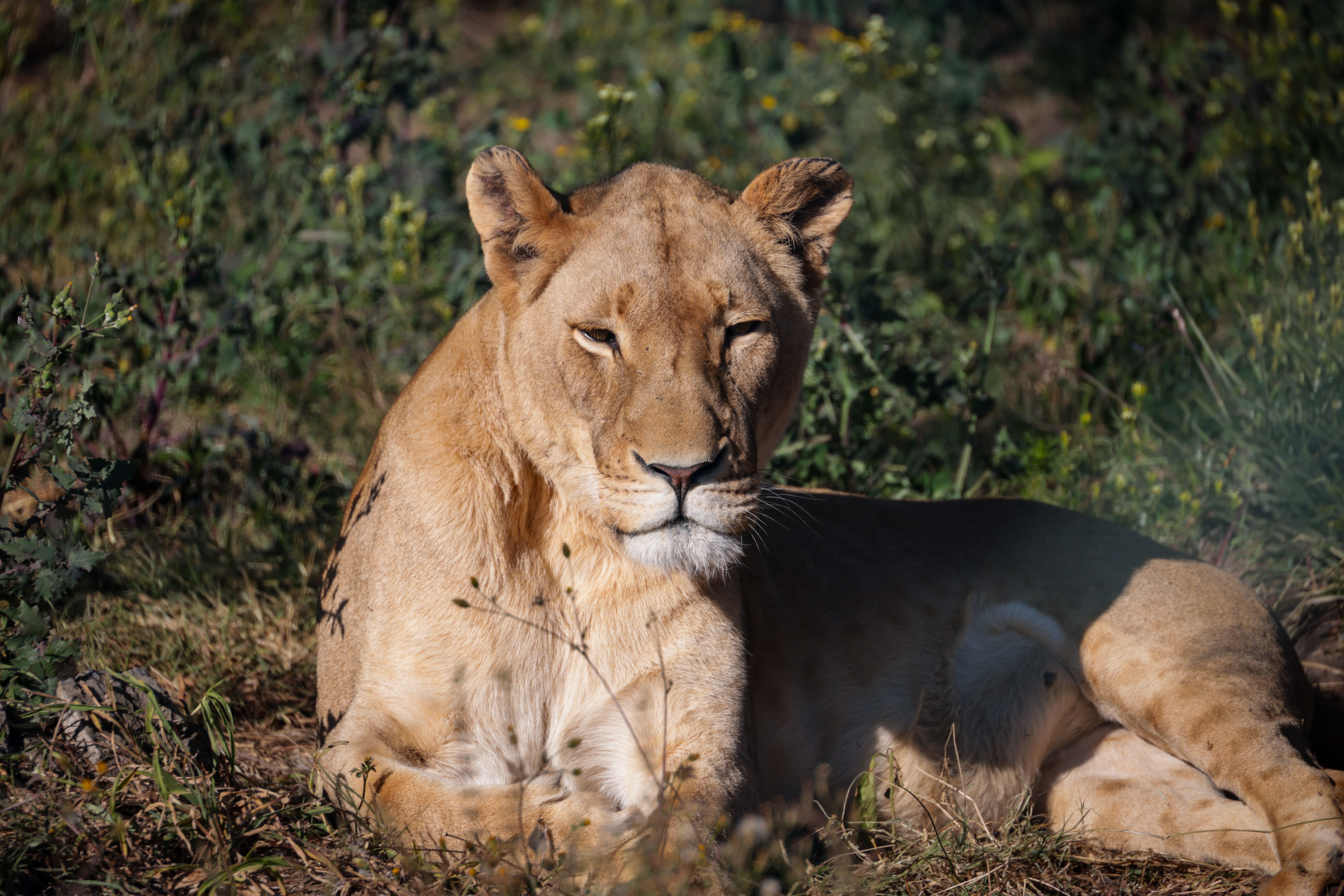 African Lioness Resting in the Sunlight · Free Stock Photo