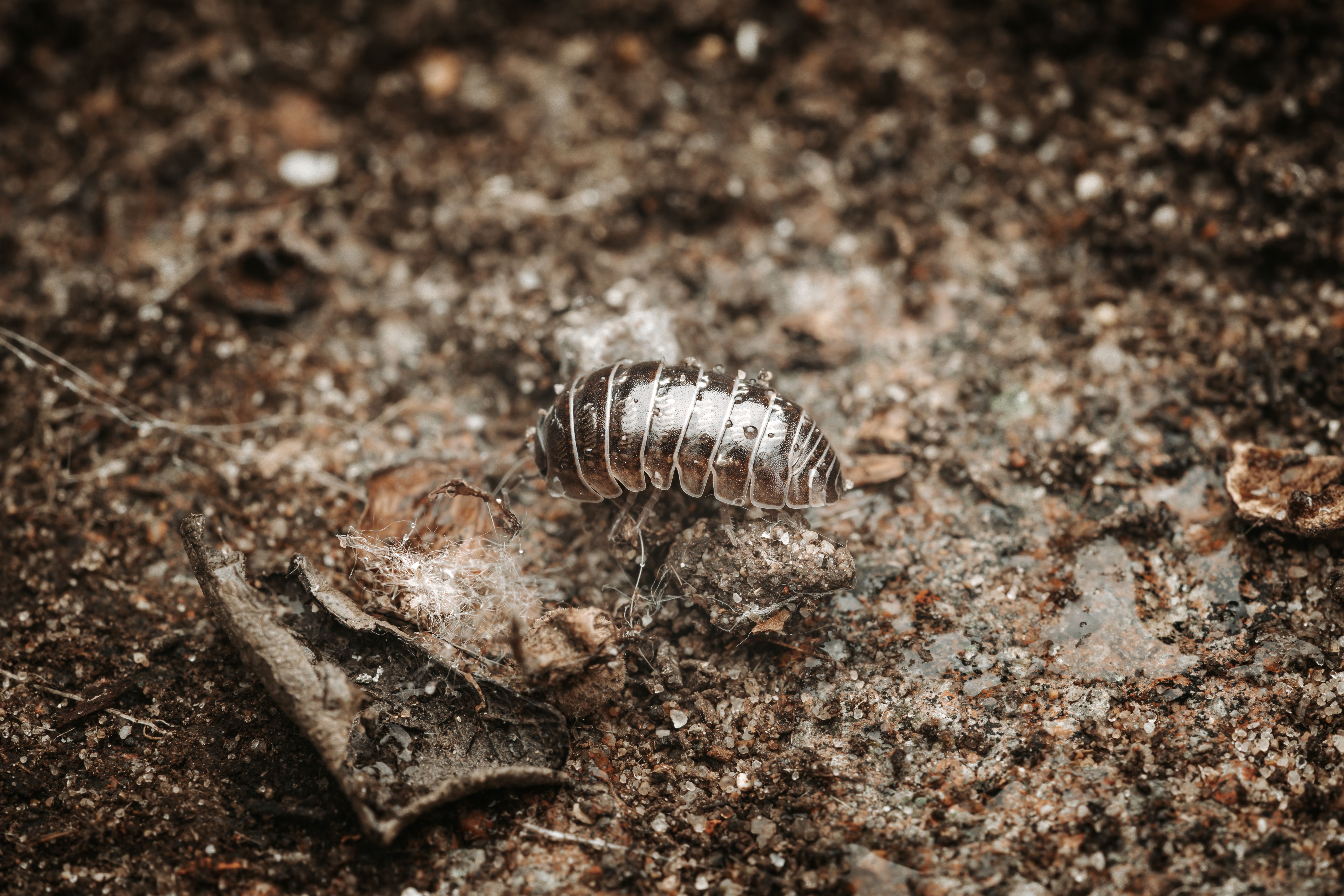Roach Photos, Download The BEST Free Roach Stock Photos & HD Images
