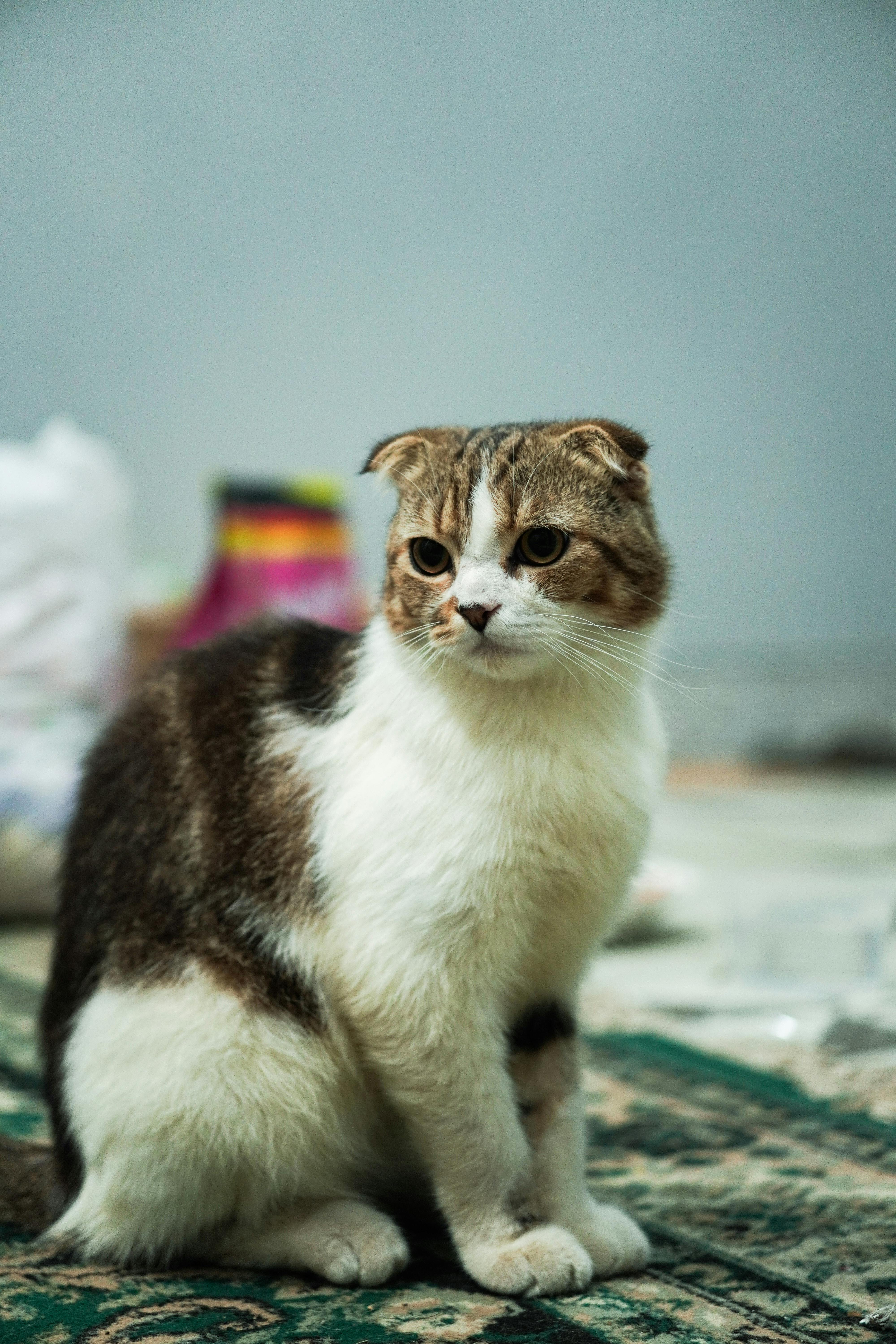 Adorable Scottish Fold Cat Sitting Indoors · Free Stock Photo