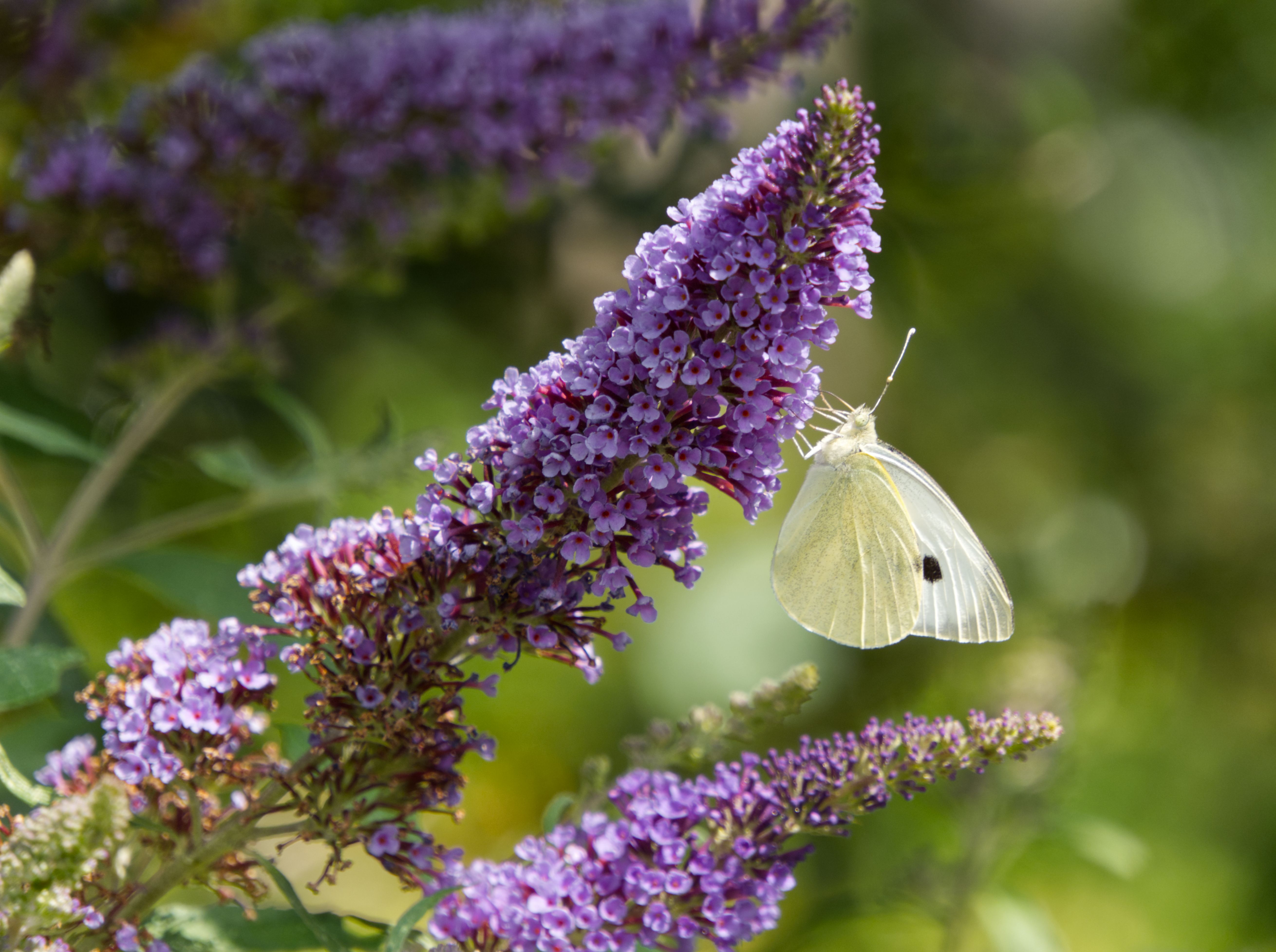 Beautiful Buddleia Photos, Download The BEST Free Beautiful Buddleia ...