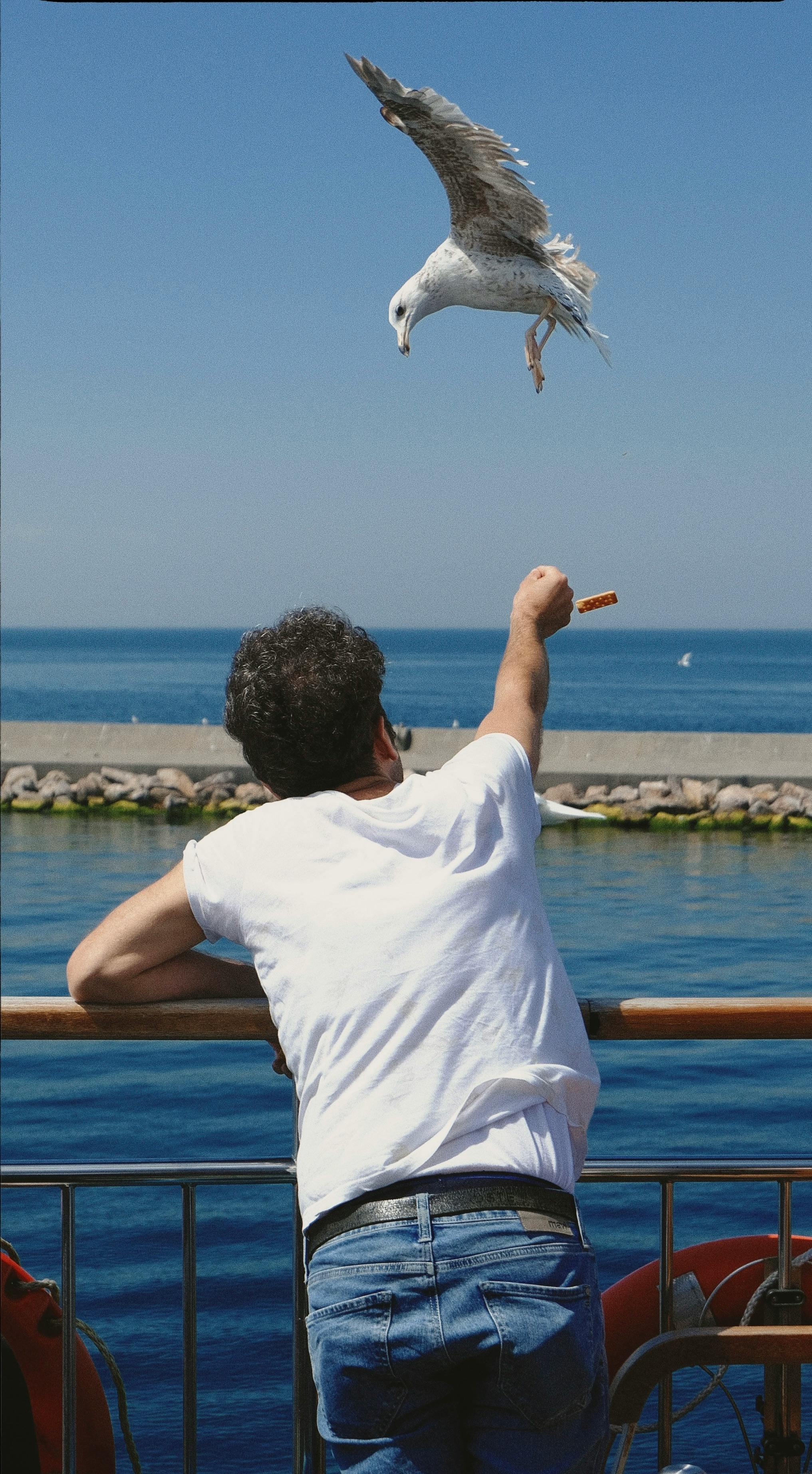 Man Feeding a Seagull on a Sunny Day by the Sea · Free Stock Photo