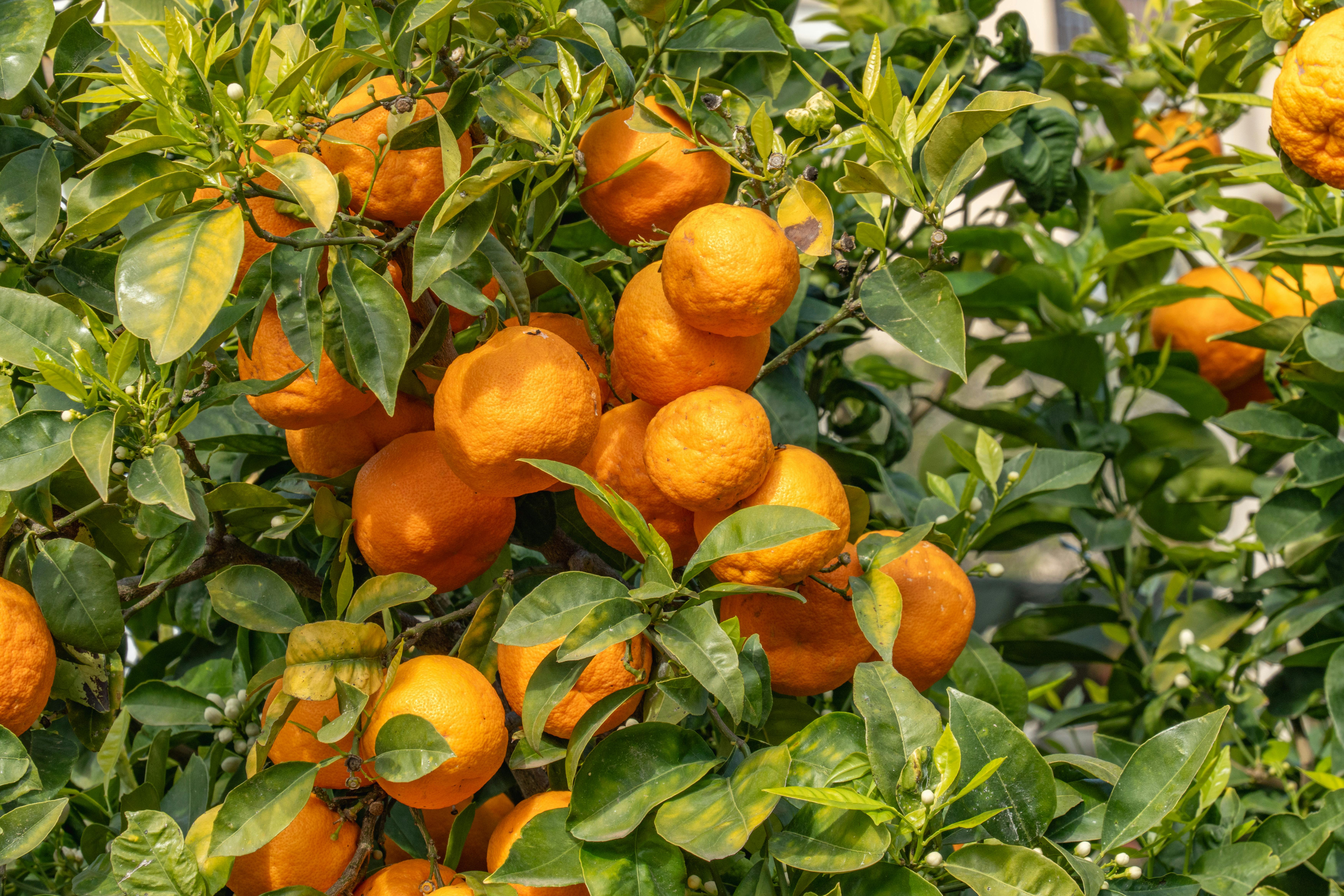 Orange Fruit on Tree · Free Stock Photo