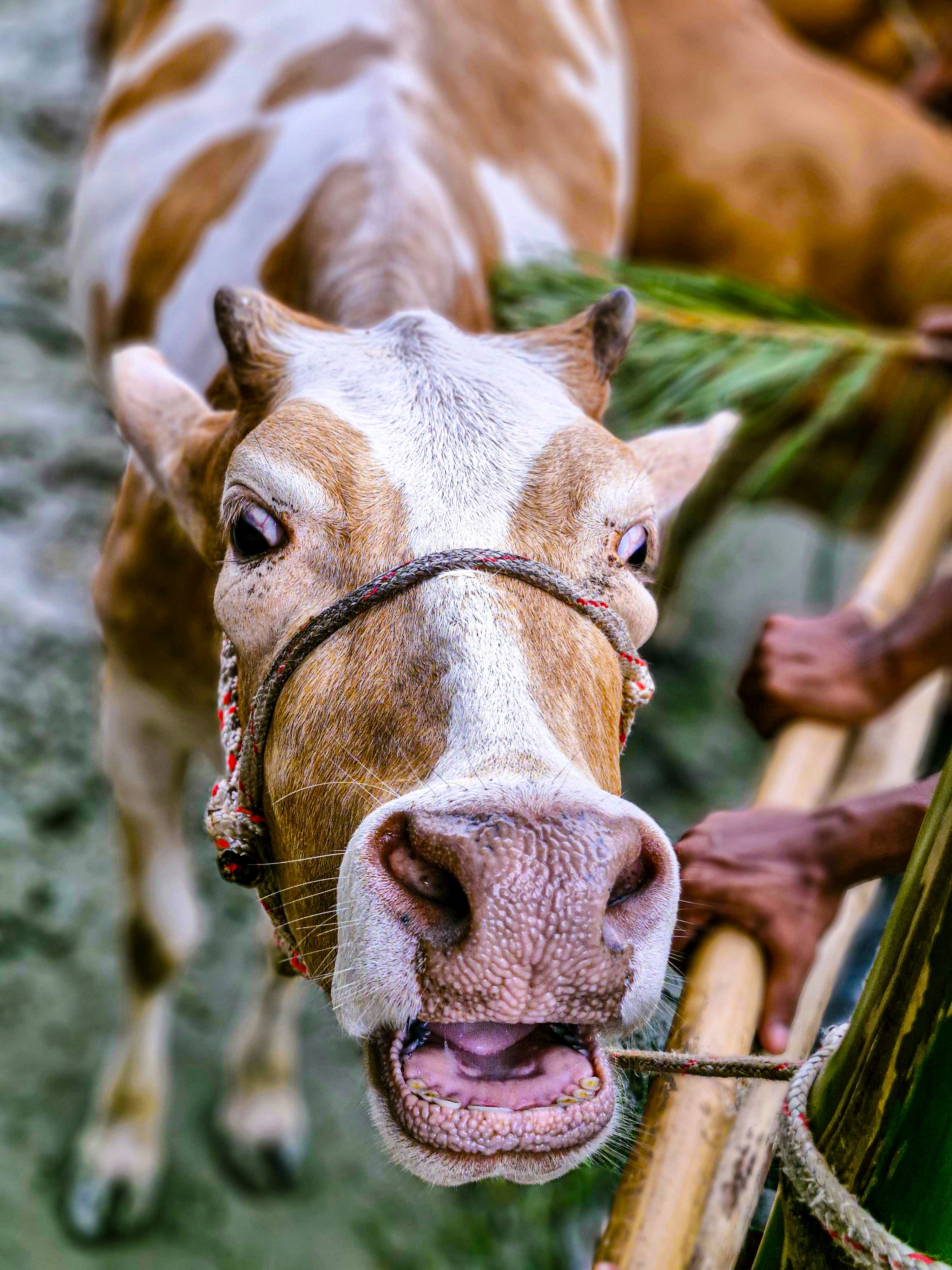 Cow Face Photos, Download The BEST Free Cow Face Stock Photos & HD Images