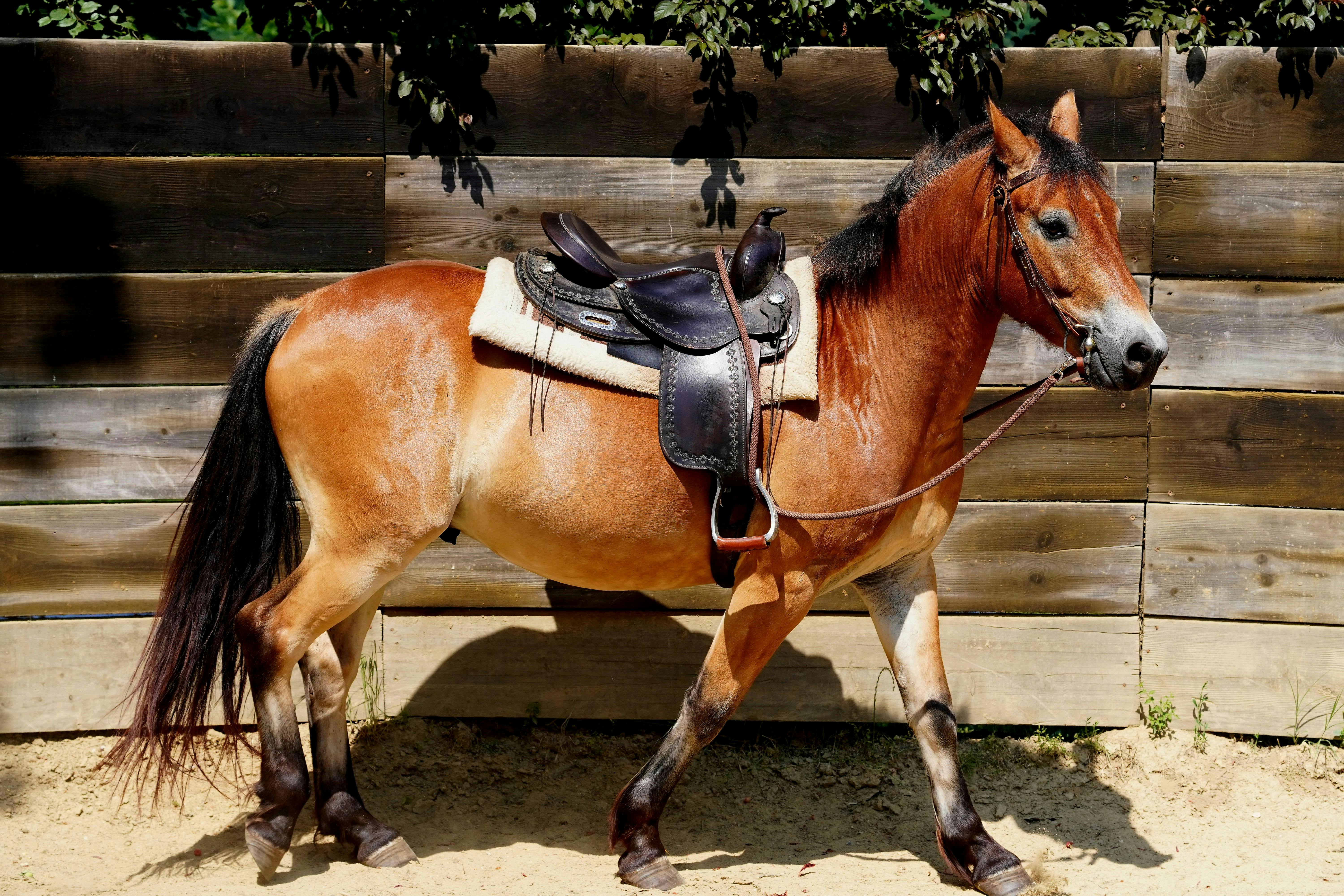 Chestnut Horse Saddled for Riding in Sunlit Enclosure · Free Stock Photo