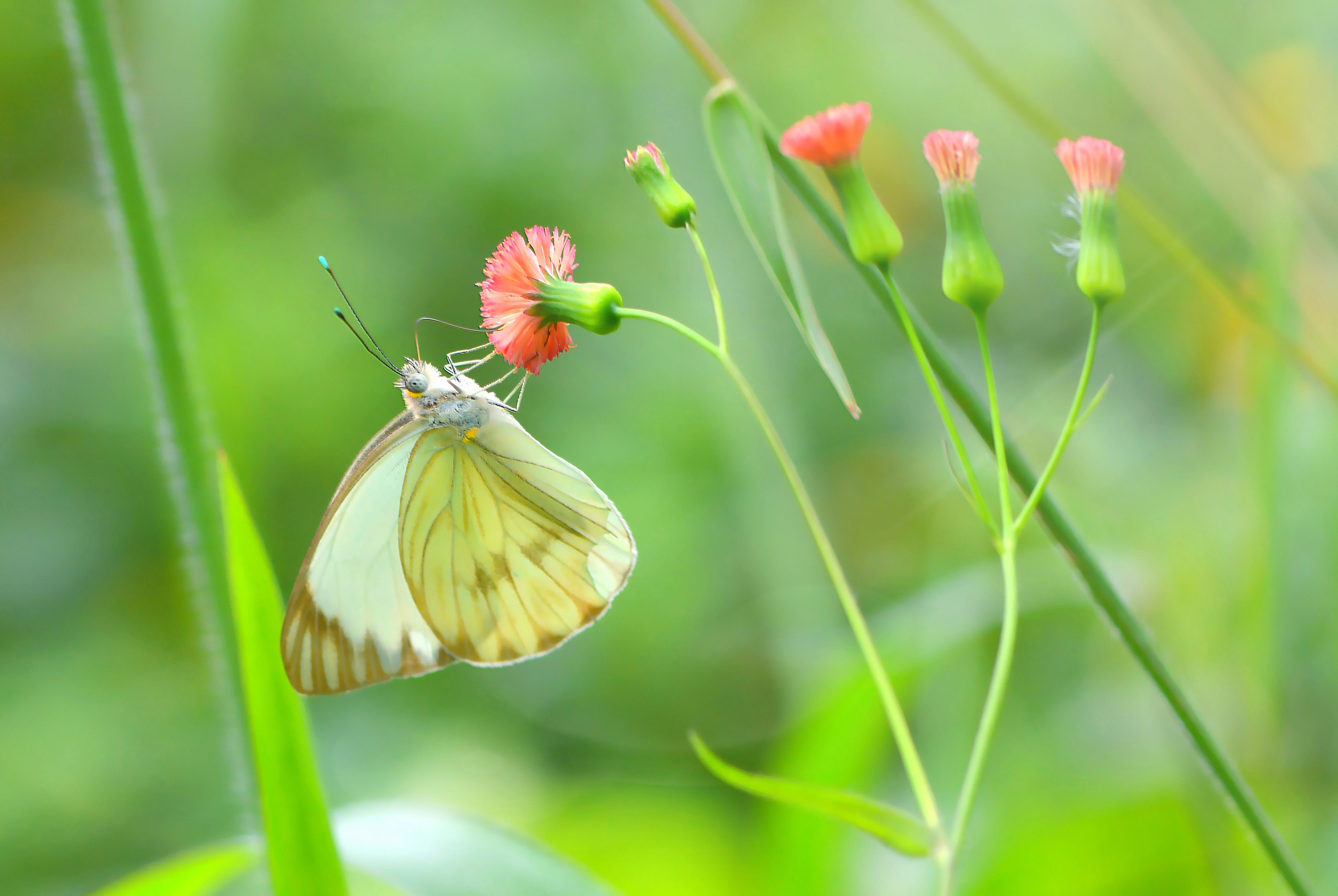 Beautiful Butterfly on Flower in Nature · Free Stock Photo
