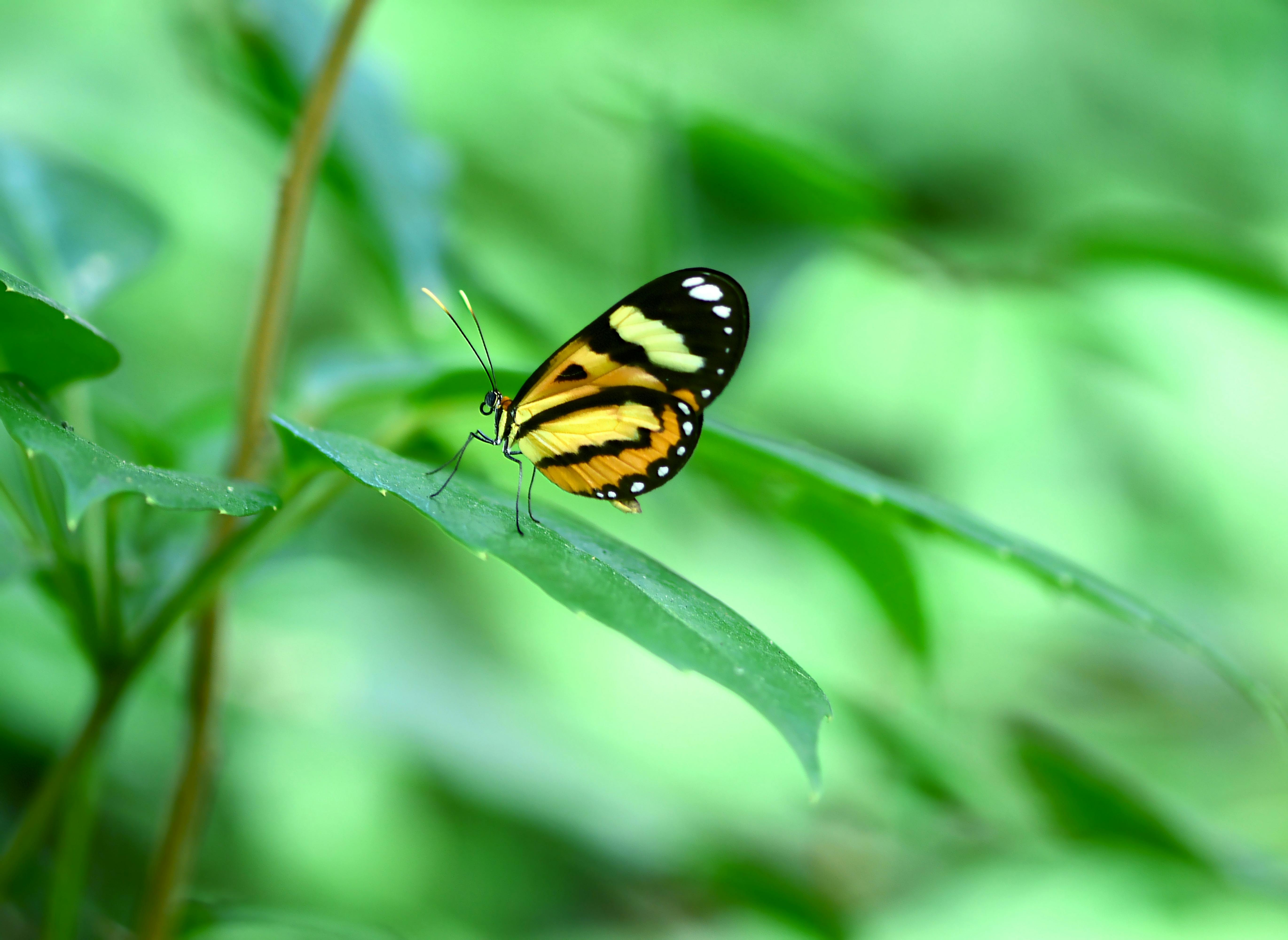 Close-up of a Tiger Longwing Butterfly on Leaf · Free Stock Photo