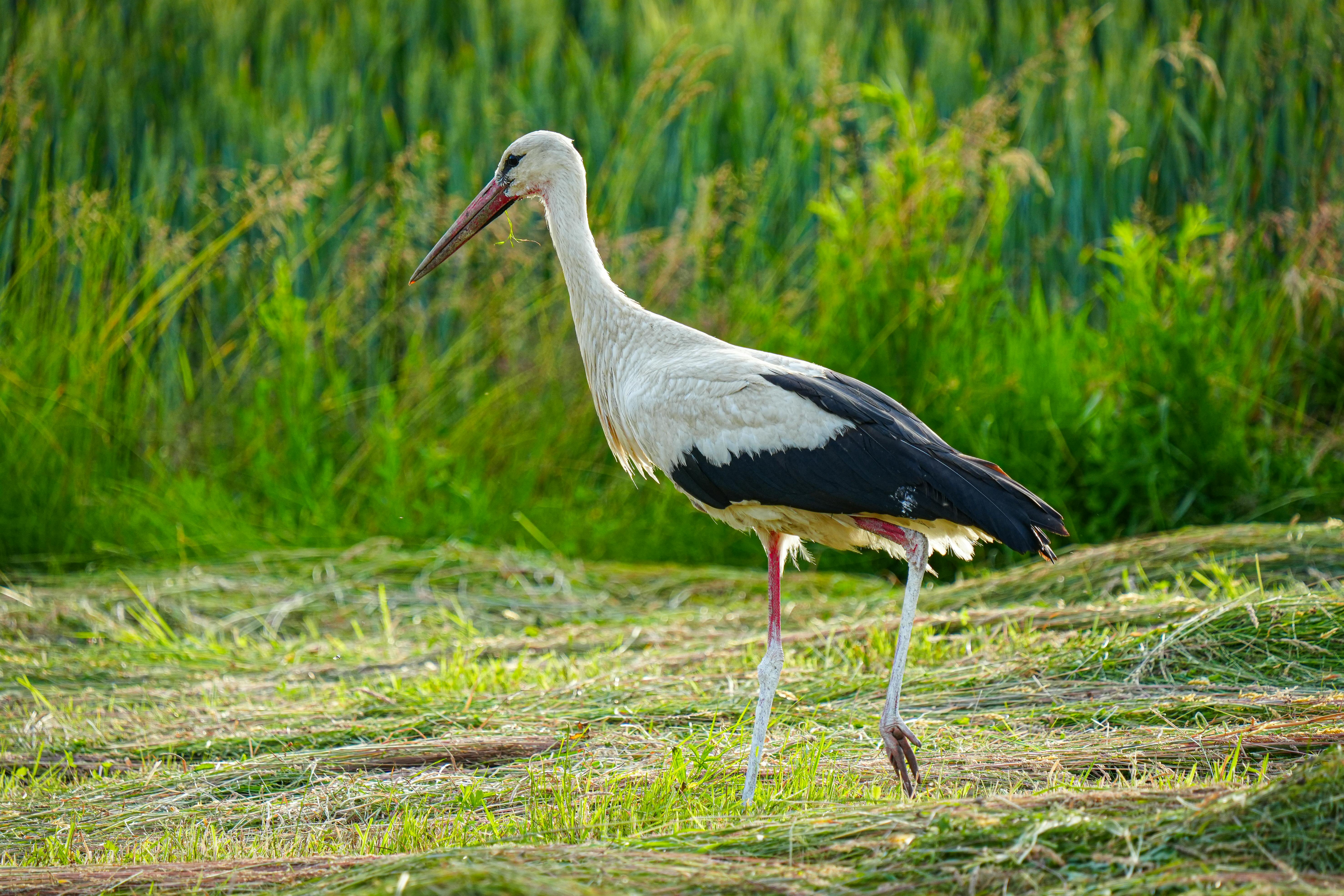 White Stork Standing in Summer Field · Free Stock Photo