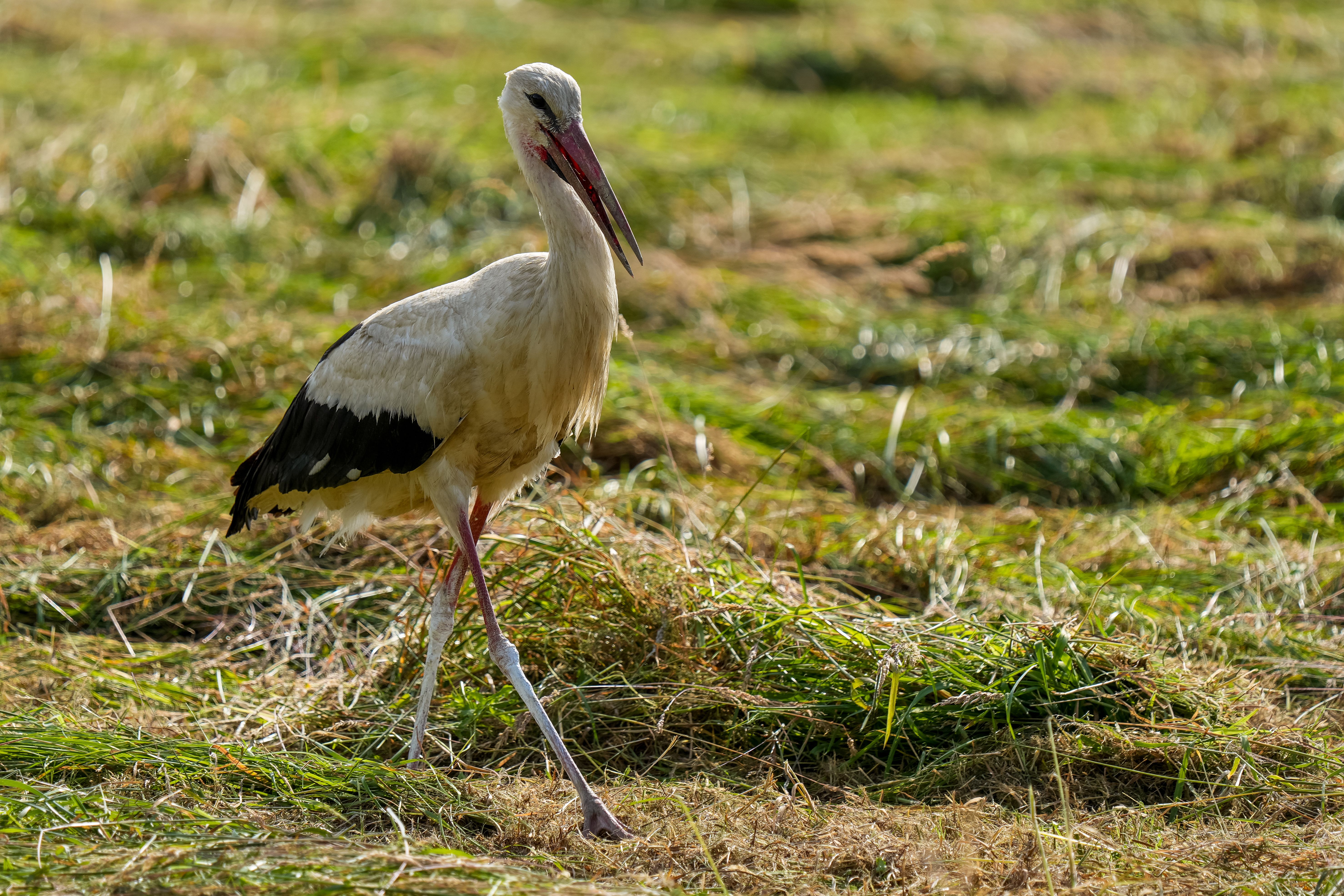 White Stork in Field · Free Stock Photo