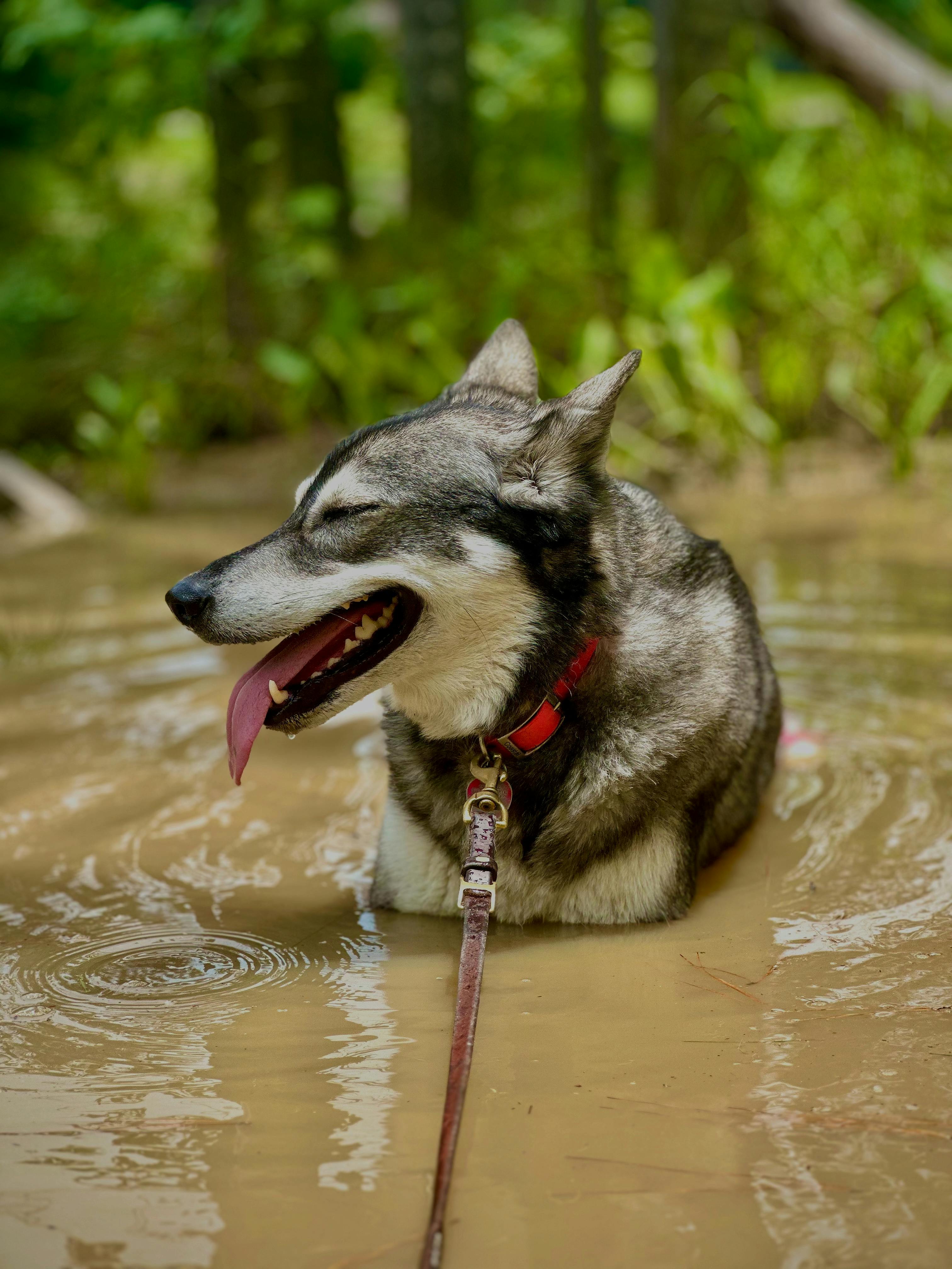 Husky Dog Photos, Download The BEST Free Husky Dog Stock Photos & HD Images