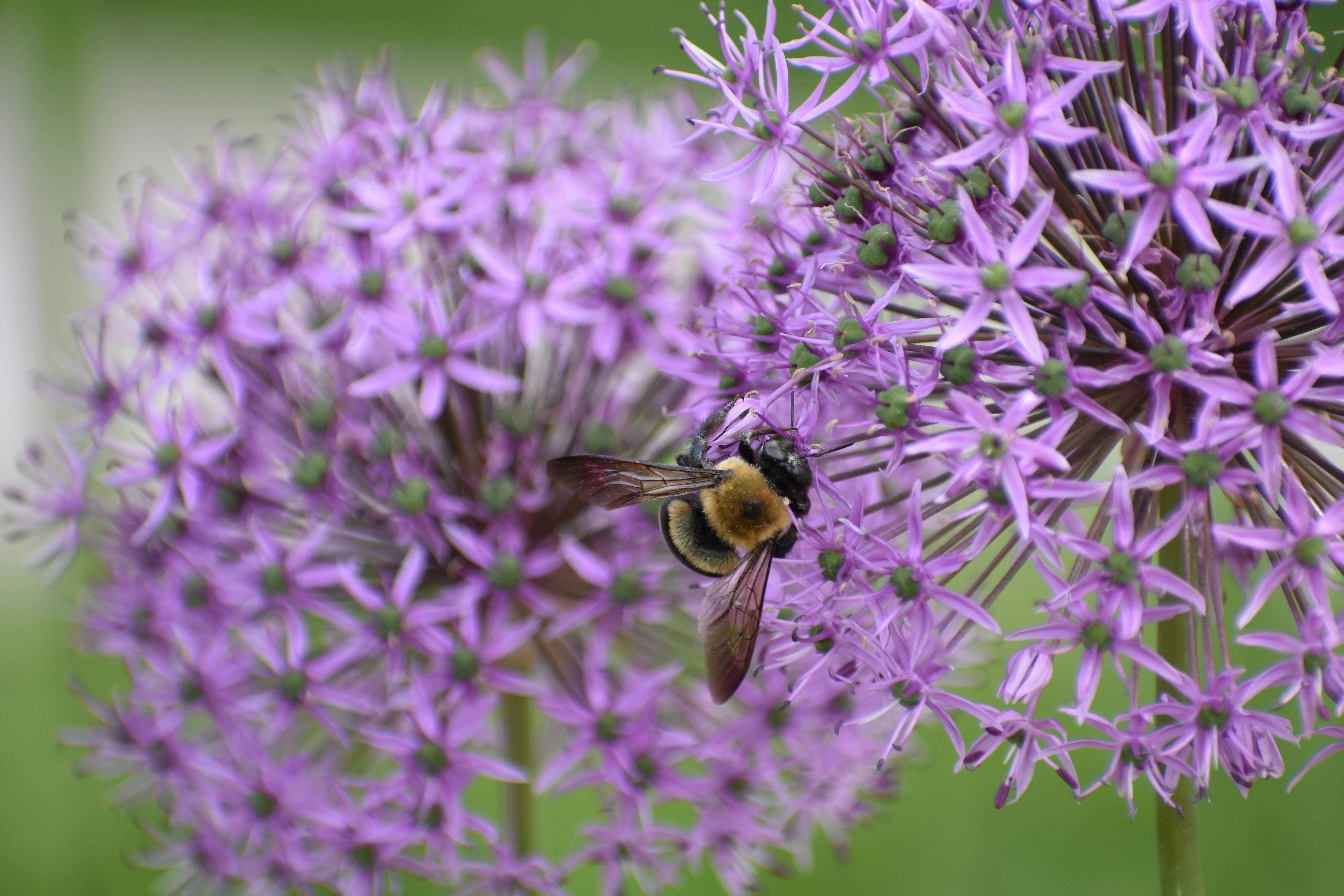 260.010+ Fotos y Imágenes de Animal morado Gratis · Banco de Fotos Gratis
