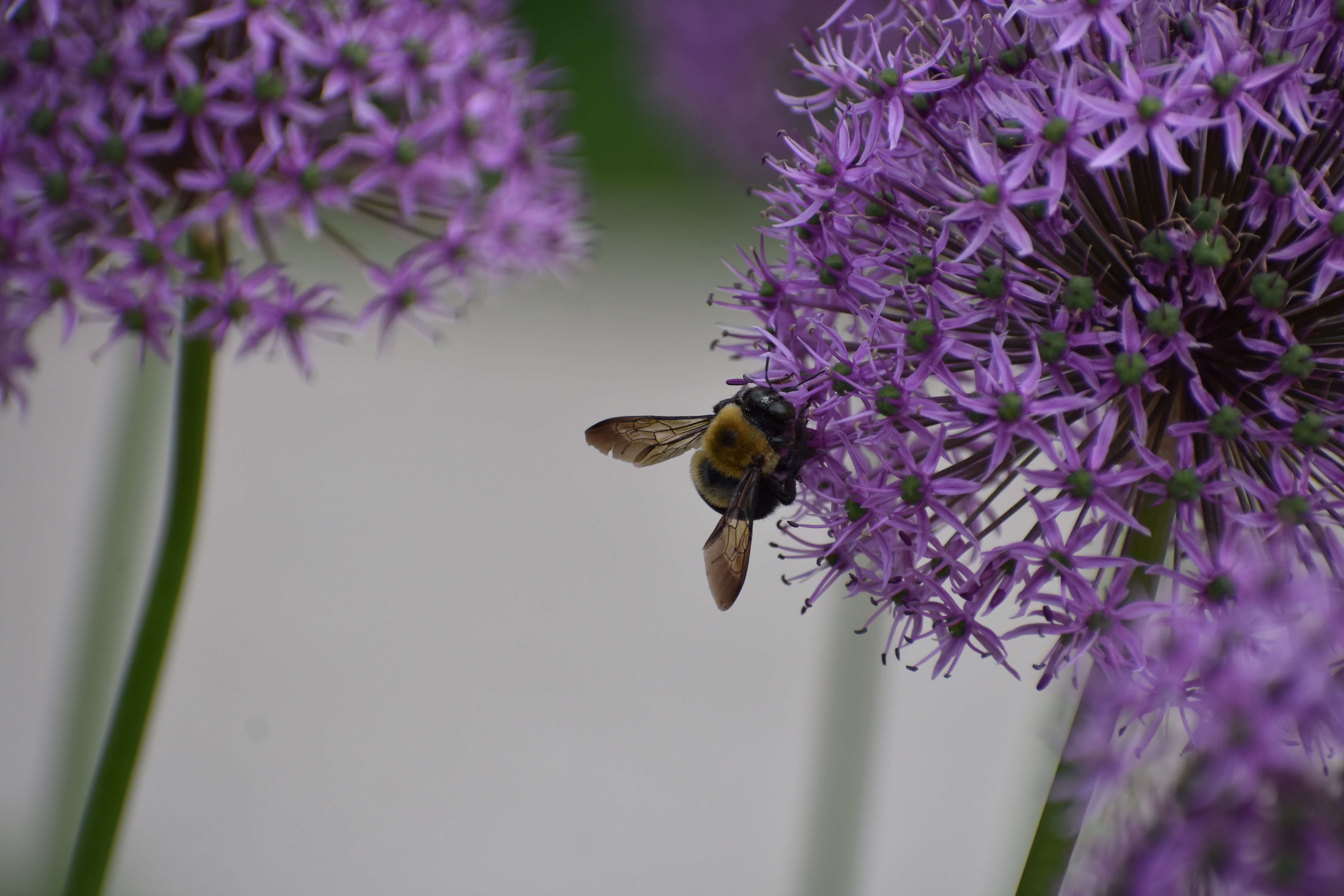 Close-up of Bee Pollinating Purple Allium Flower · Free Stock Photo