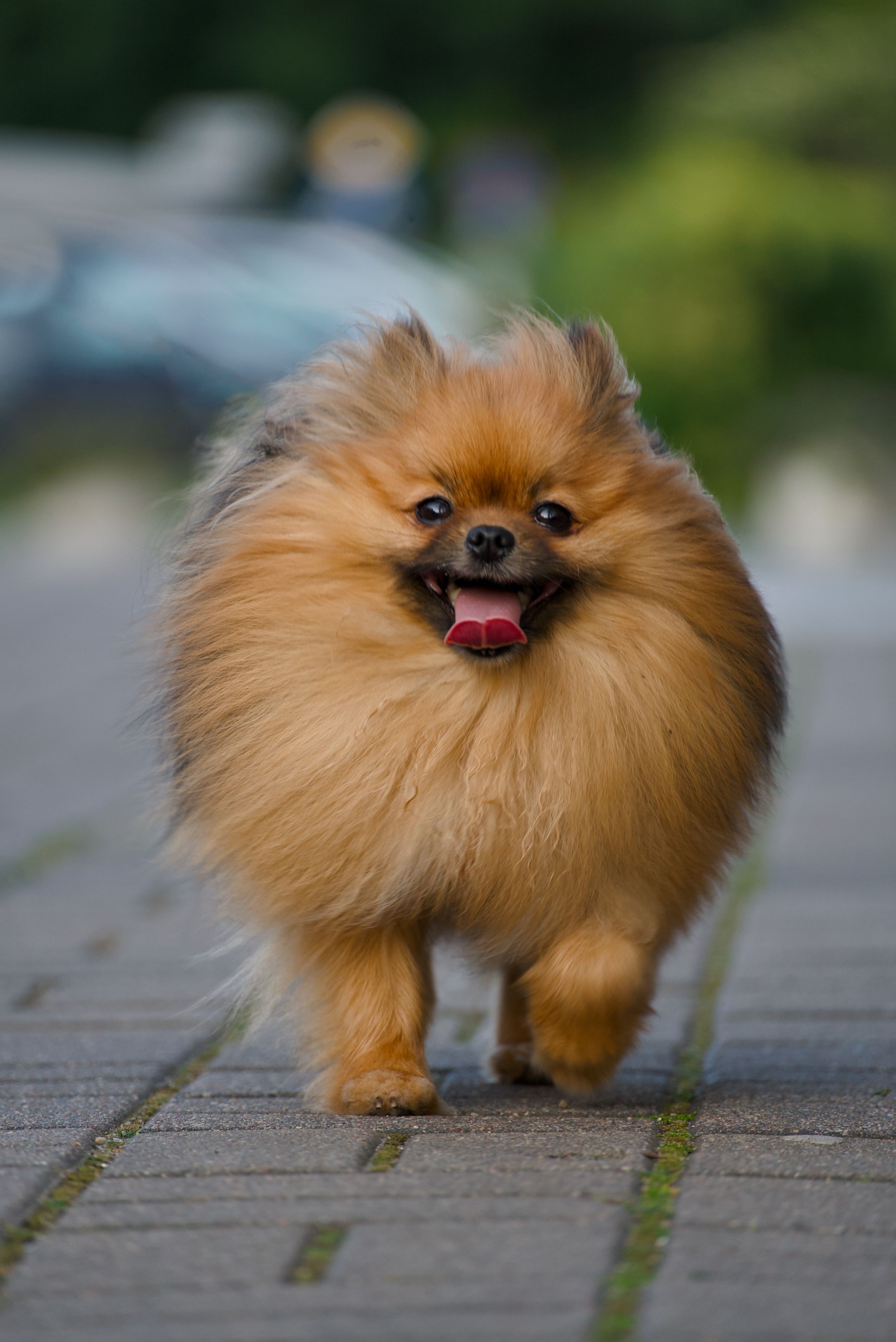 Animated Paw Photos, Download The BEST Free Animated Paw Stock Photos ...
